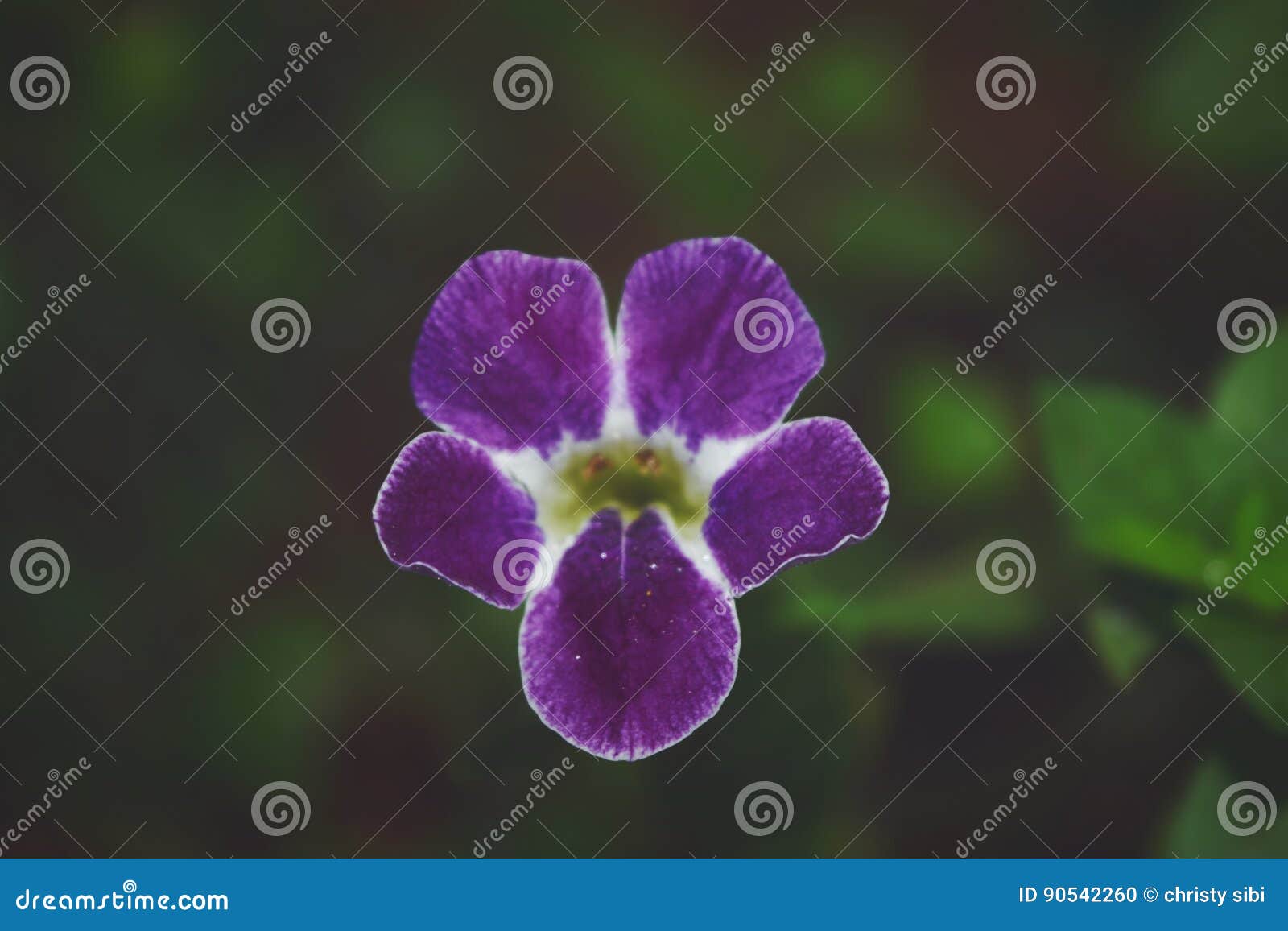 Flower in the fade stock photo. Image of fade, flowers - 90542260