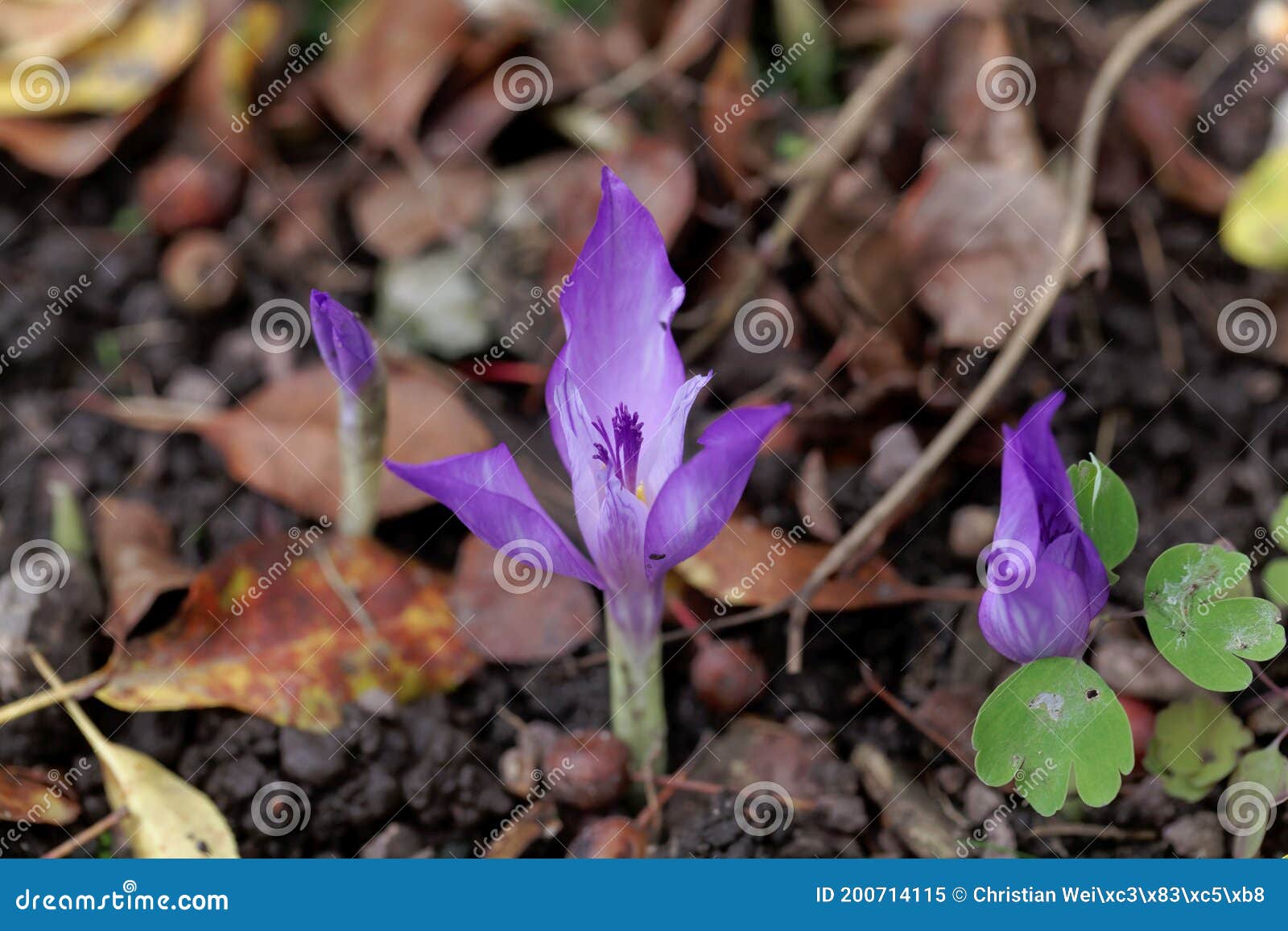 Flower of the Fall Crocus Crocus Banaticus Stock Image - Image of ...