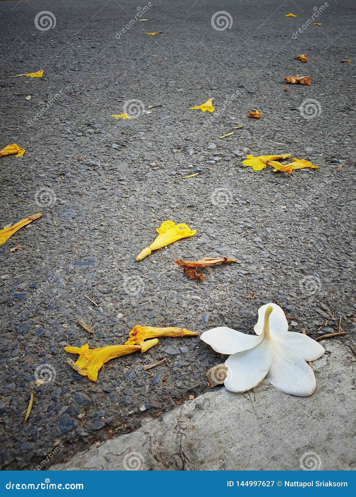 When flower Fall down stock image. Image of fall, abstract - 144997627