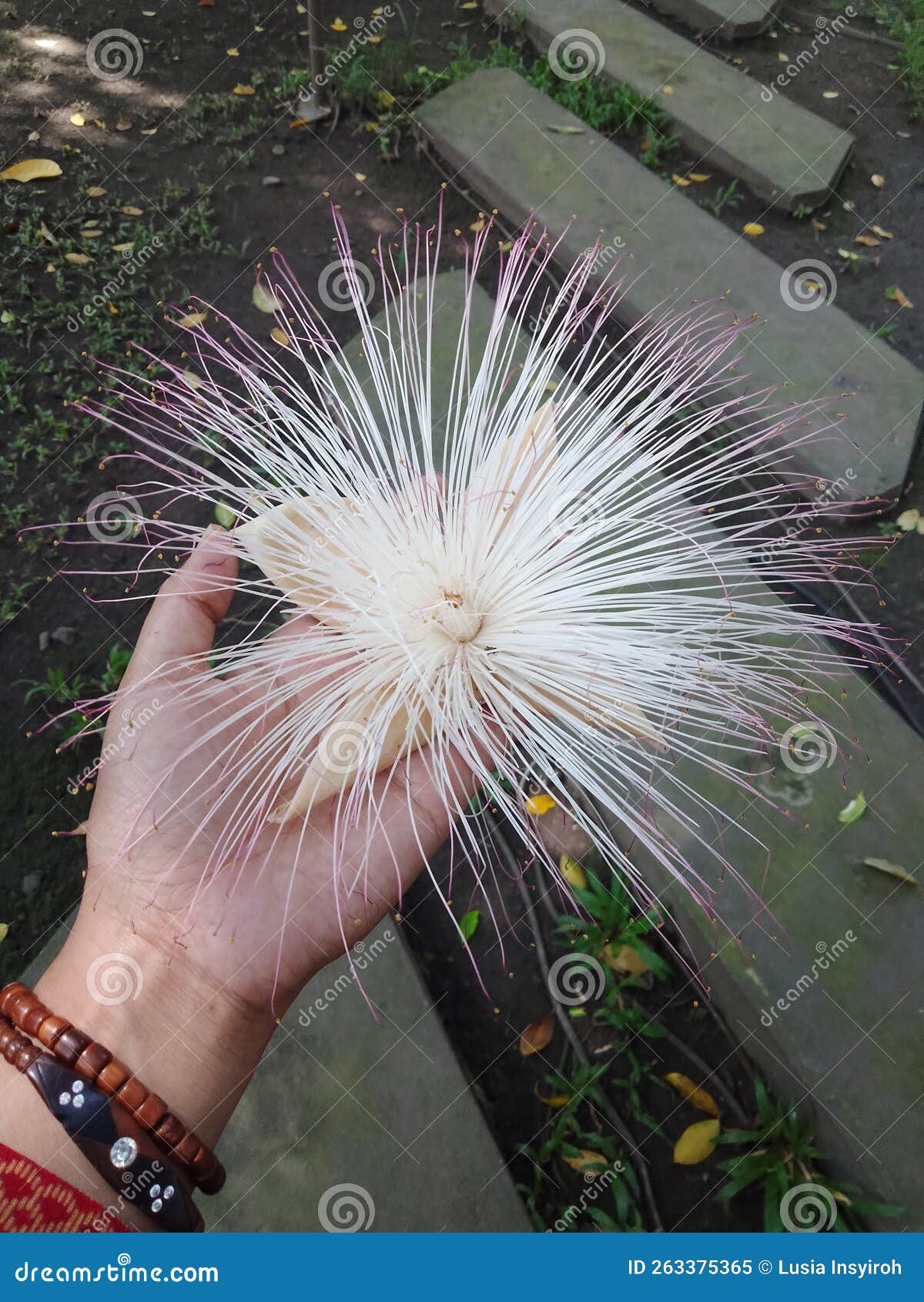 Flower fall on my hand stock image. Image of cute, lower - 263375365