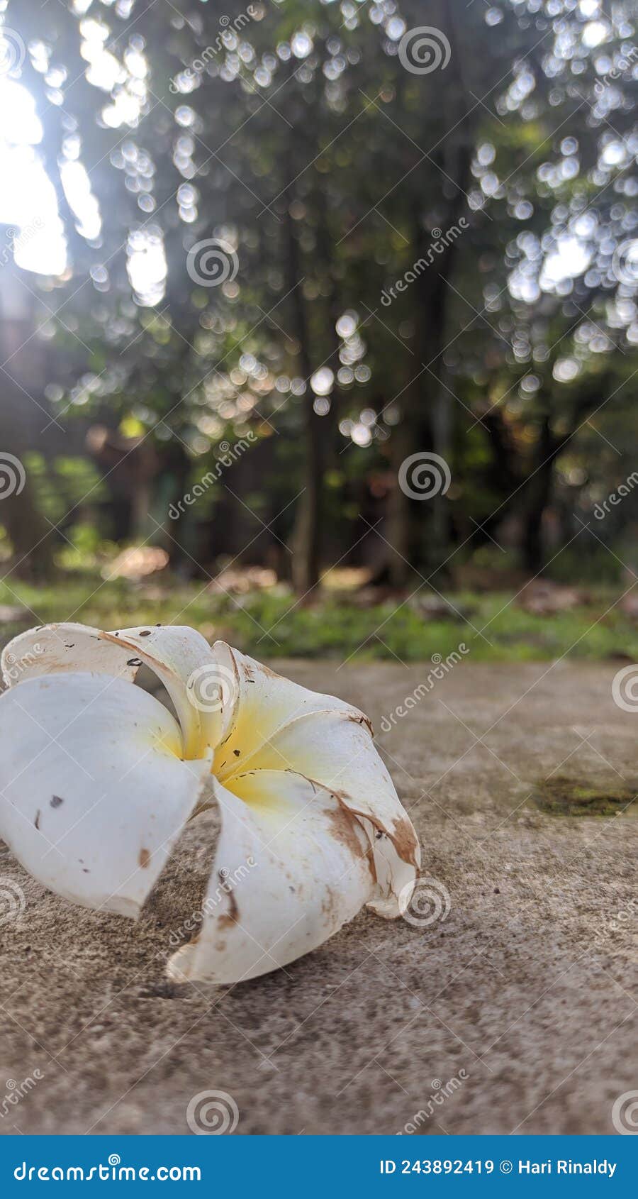 Flower that Fall from the Tree Stock Image - Image of grass, leaf ...