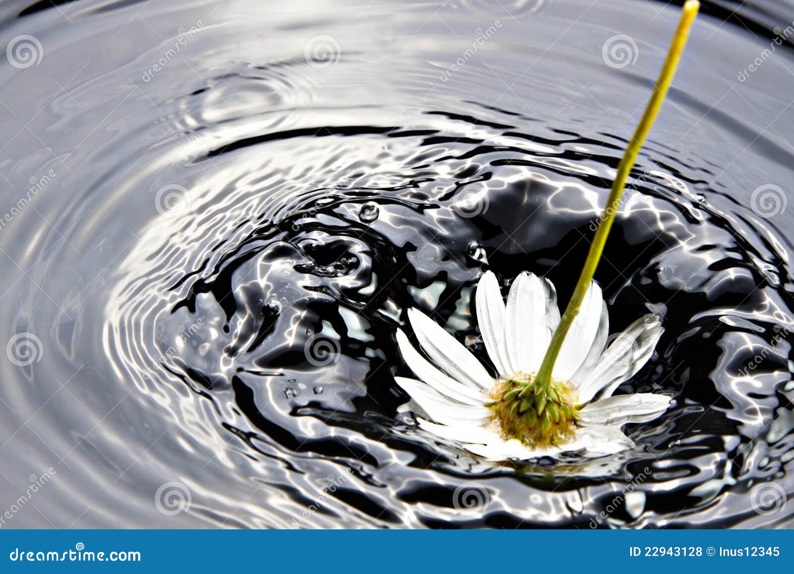 Flower falling stock photo. Image of close, flora, texture - 22943128