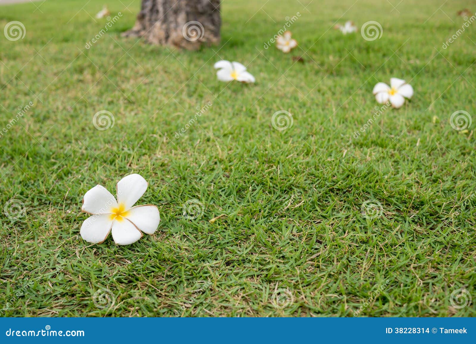 Flower falling stock photo. Image of flora, fall, daylight - 38228314