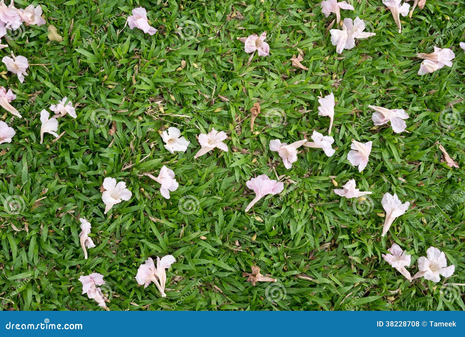 Flower falling stock photo. Image of blossom, daylight - 38228708
