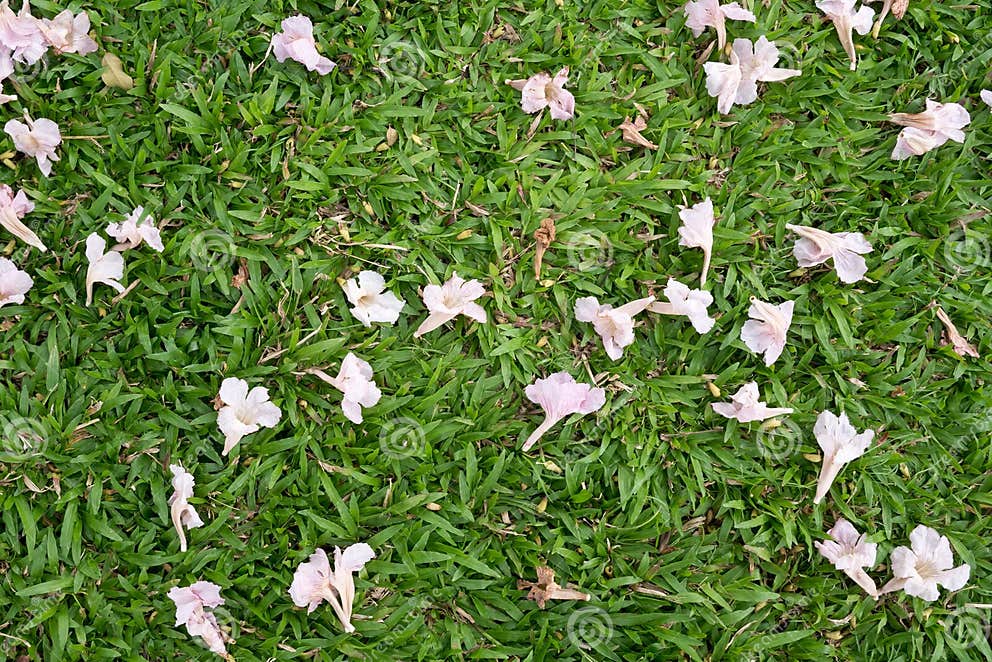 Flower falling stock photo. Image of blossom, daylight - 38228708