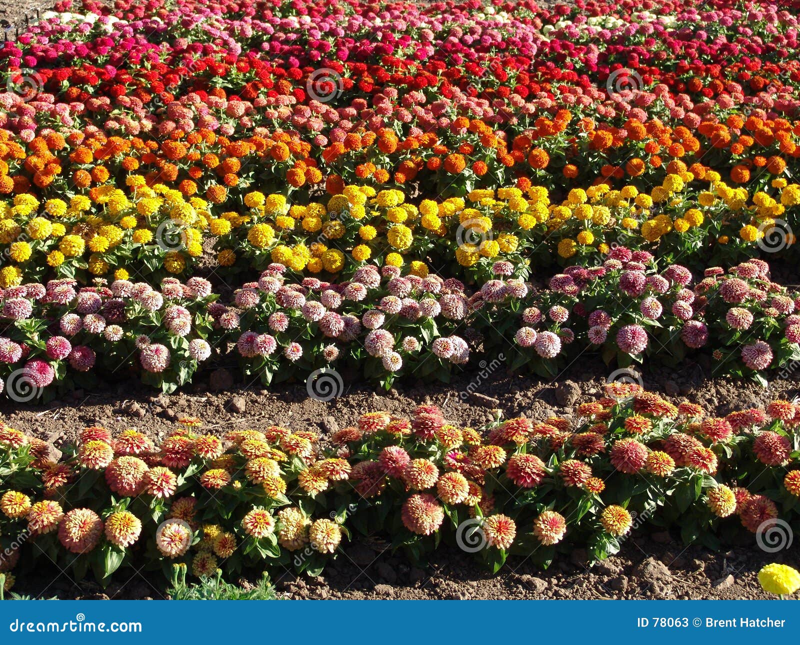 Flower Farm stock image. Image of organic, spring, outdoors - 78063