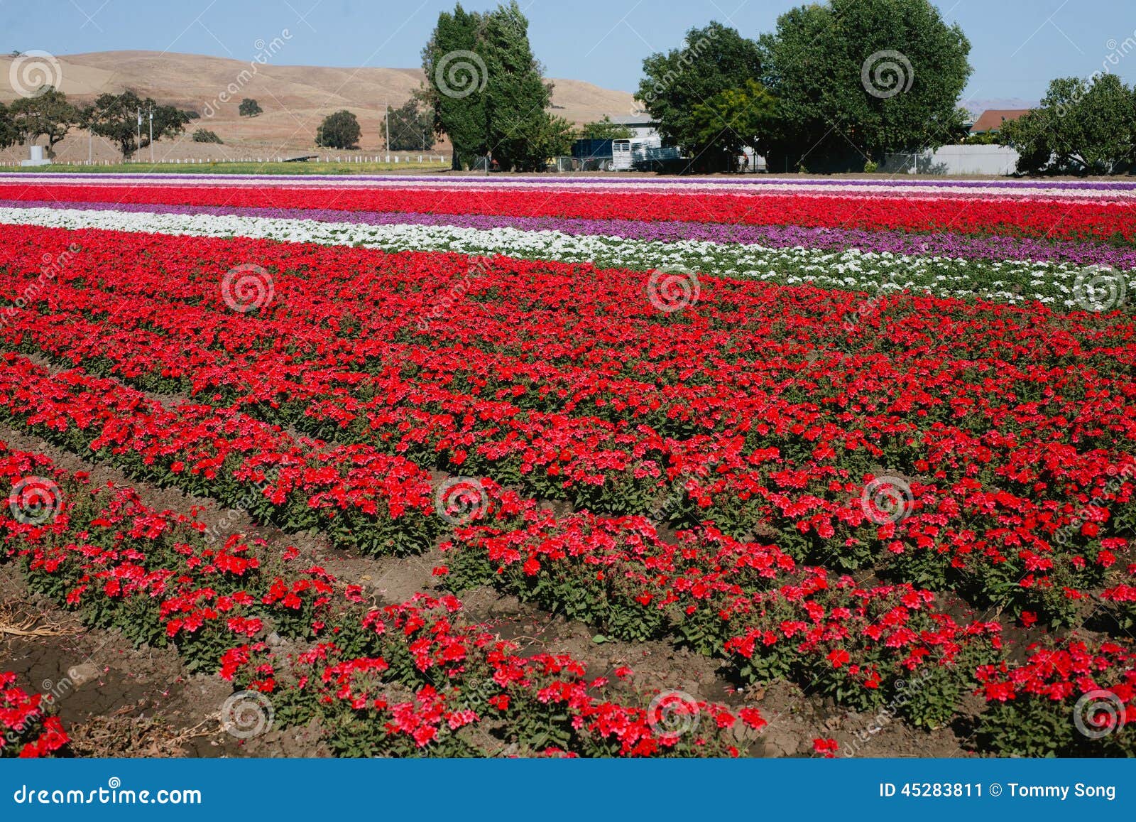 Flower farm in Gilroy stock image. Image of patches, wholesale - 45283811