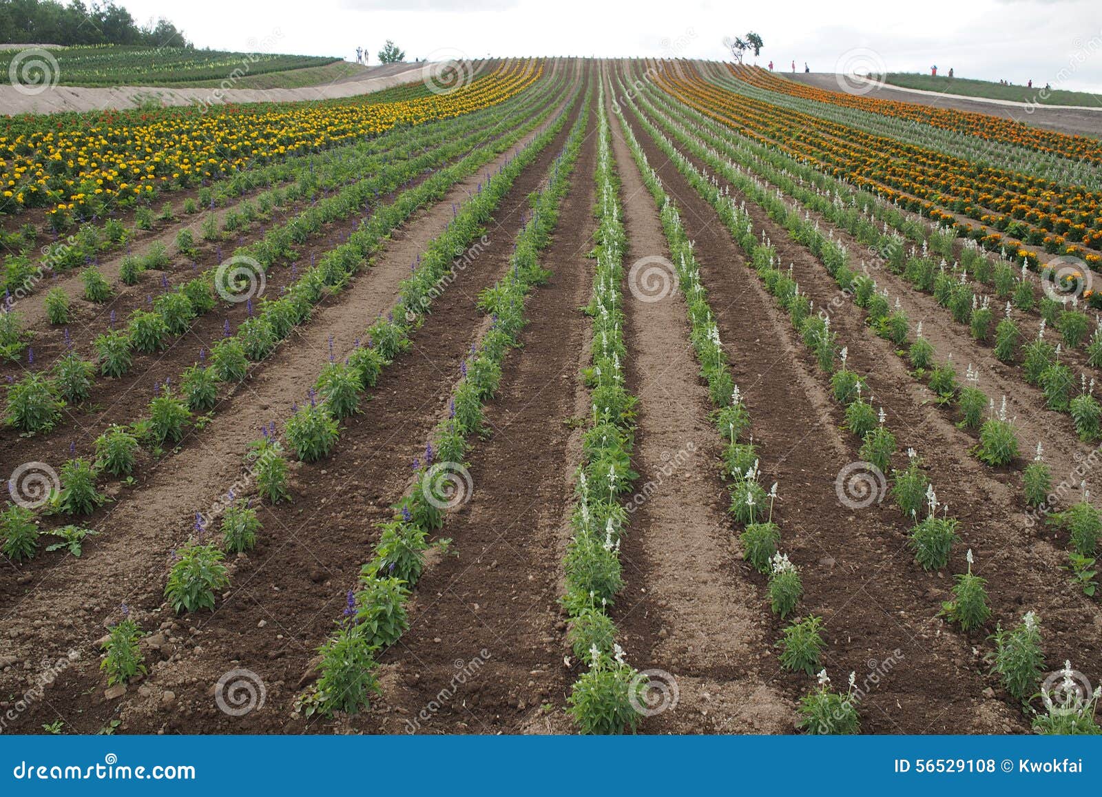 Flower farm stock photo. Image of yellow, travel, park - 56529108
