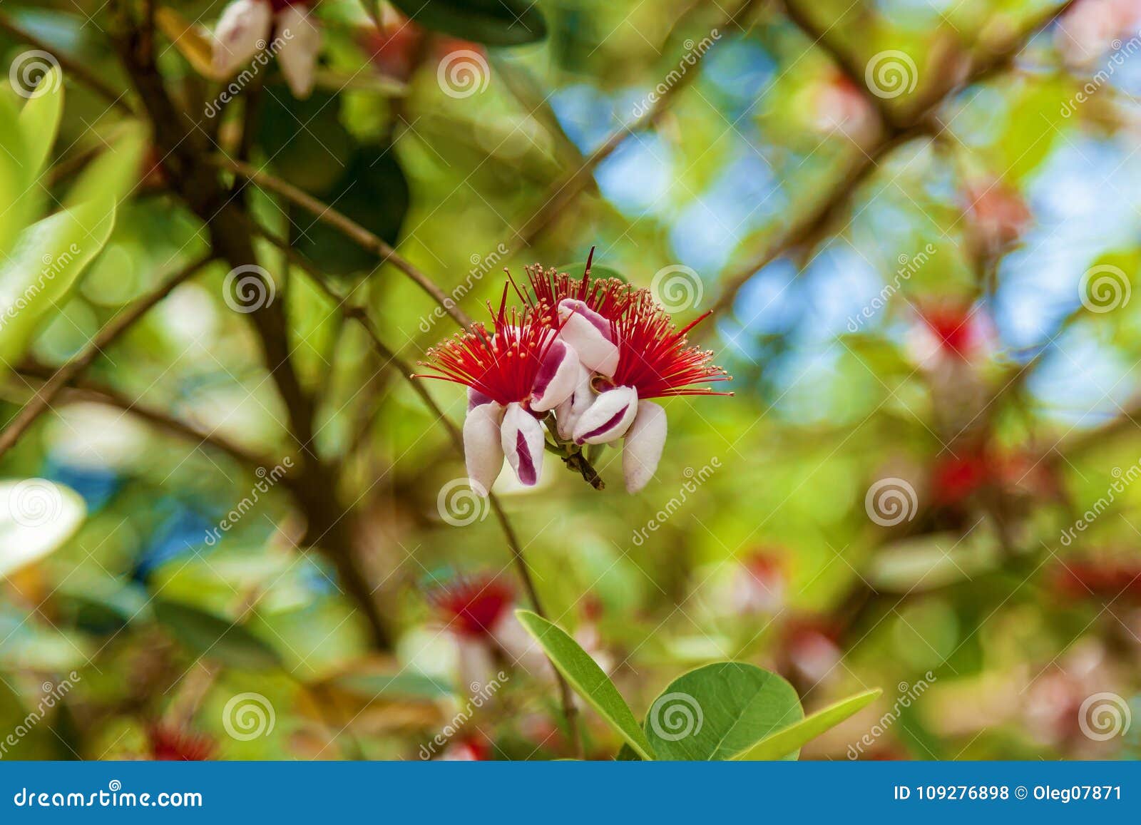 Flower Of The Feijoa Or Pineapple Guava Is A Plant From The Myrtle ...