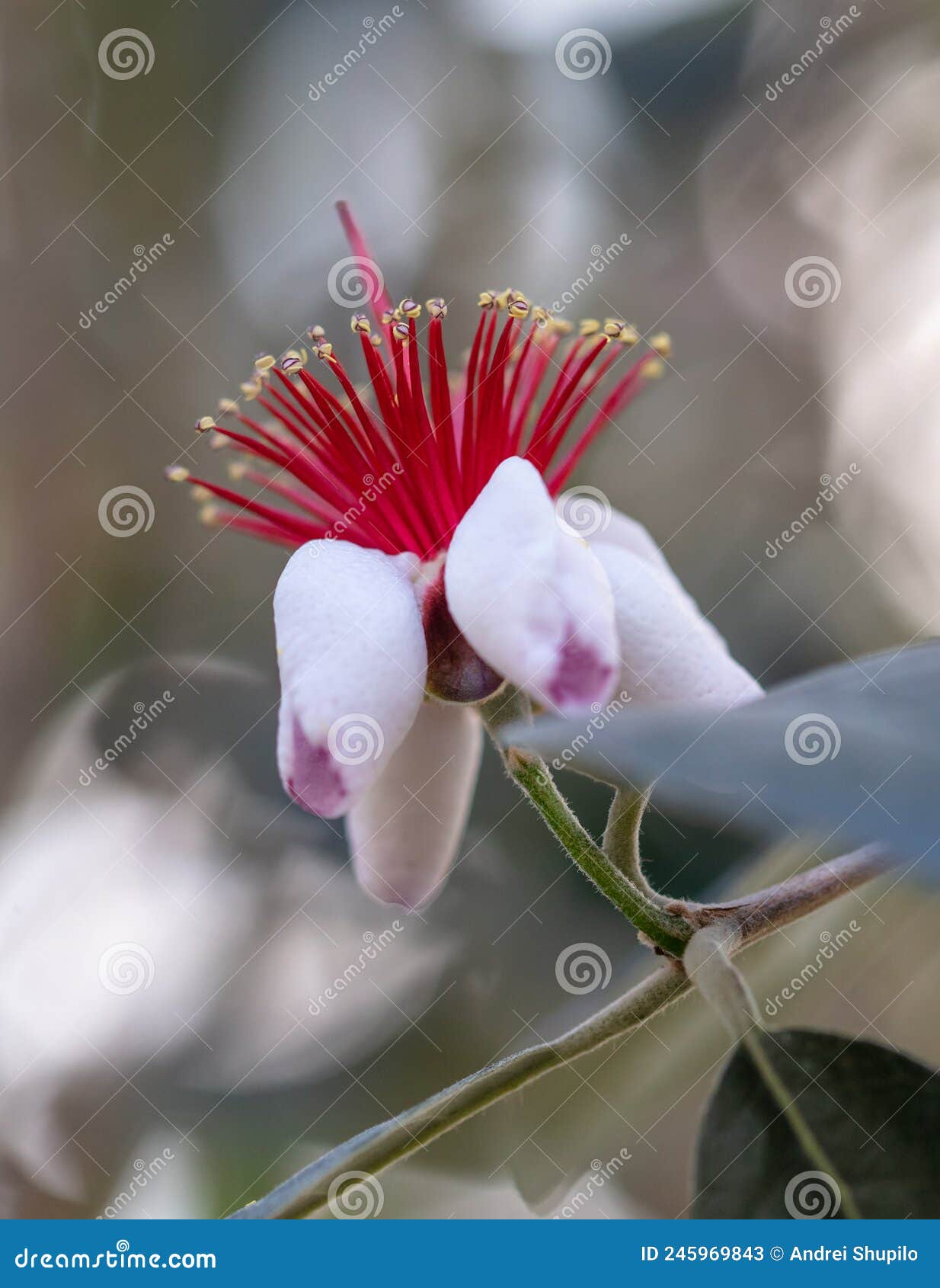 Flower Of The Feijoa Or Pineapple Guava Is A Plant From The Myrtle ...