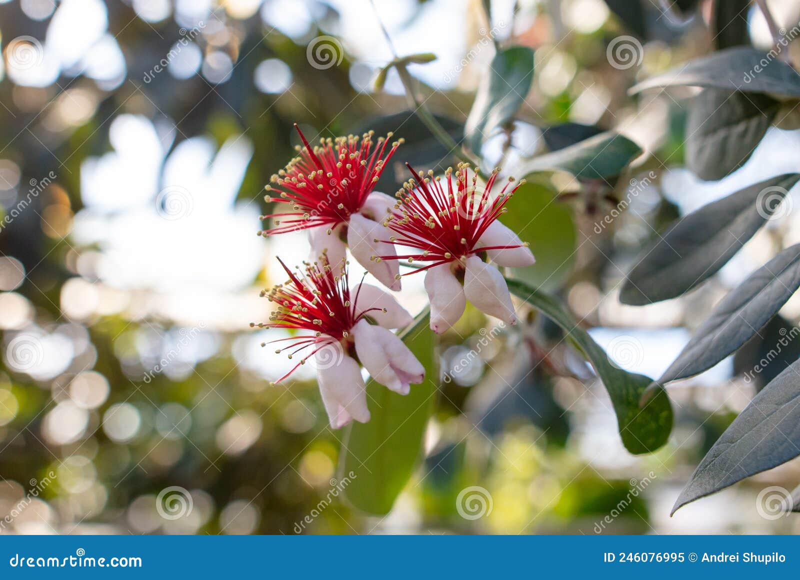 Flower Of The Feijoa Or Pineapple Guava Is A Plant From The Myrtle ...