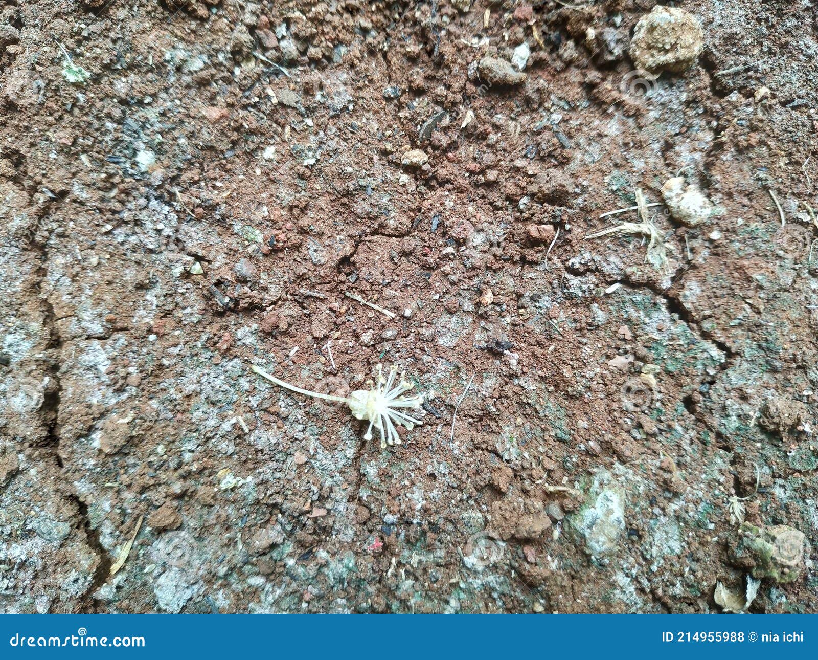 A Flower Fell To the Ground Stock Photo - Image of fall, wildlife ...