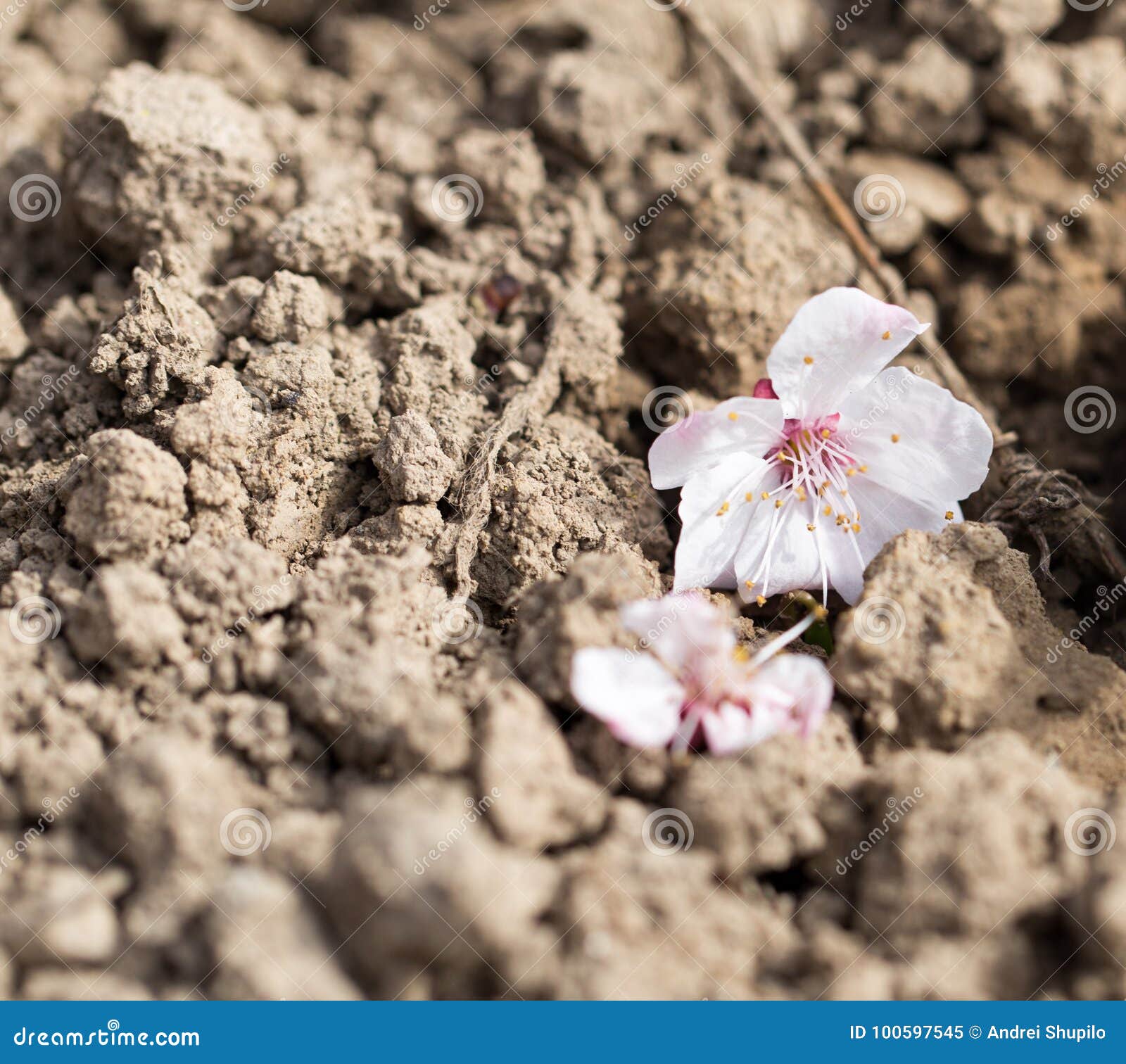 Flower Fell from a Tree on the Ground Stock Image - Image of random ...