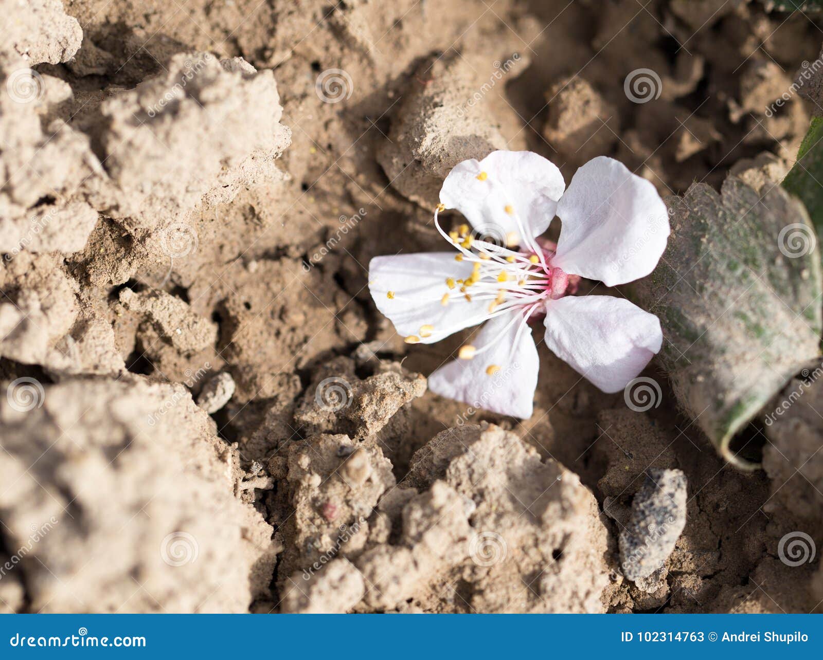 Flower Fell from a Tree on the Ground Stock Image - Image of garden ...