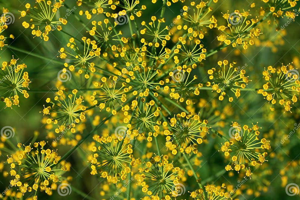 Flower of fennel stock image. Image of nature, background - 6134167