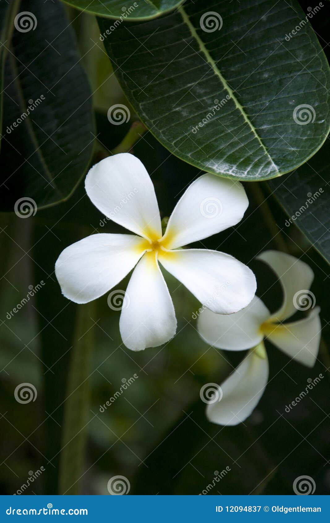 Flower ficus stock image. Image of colour, environment - 12094837