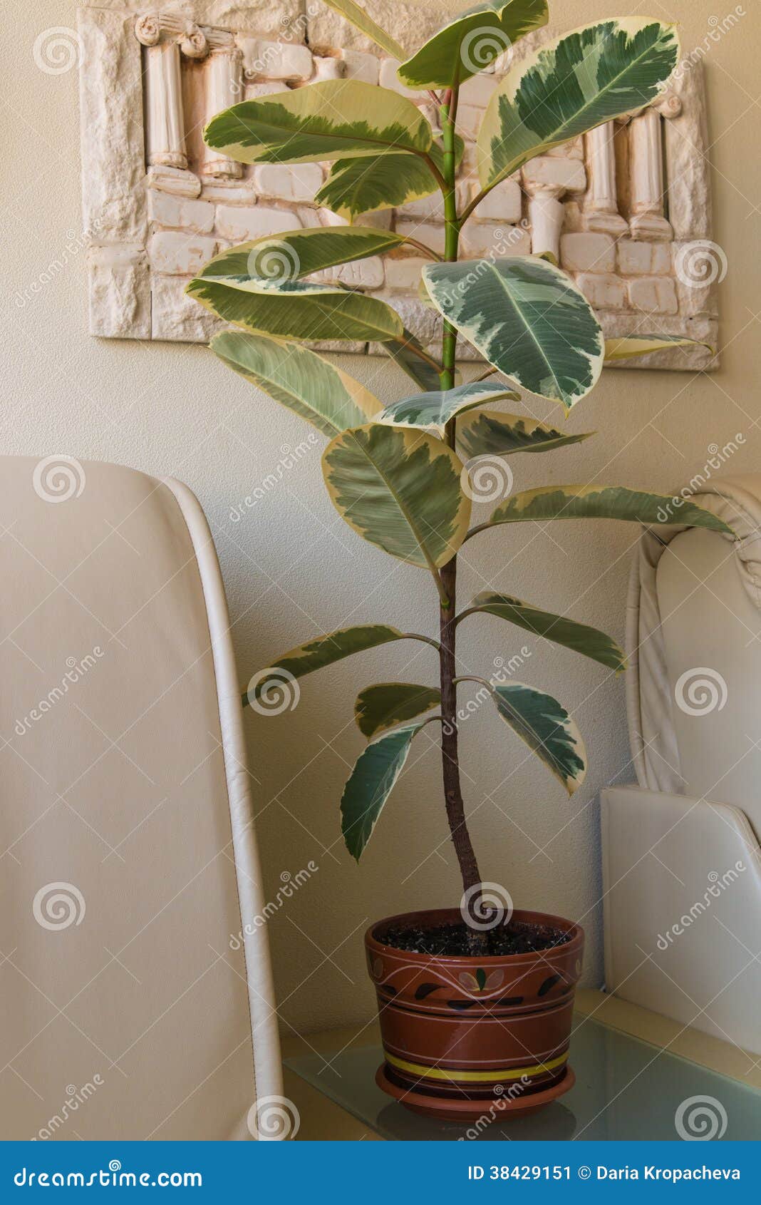 Flower Of Ficus Religiosa Or Sacred Fig Or Bodhi Tree Or Pippala Tree ...