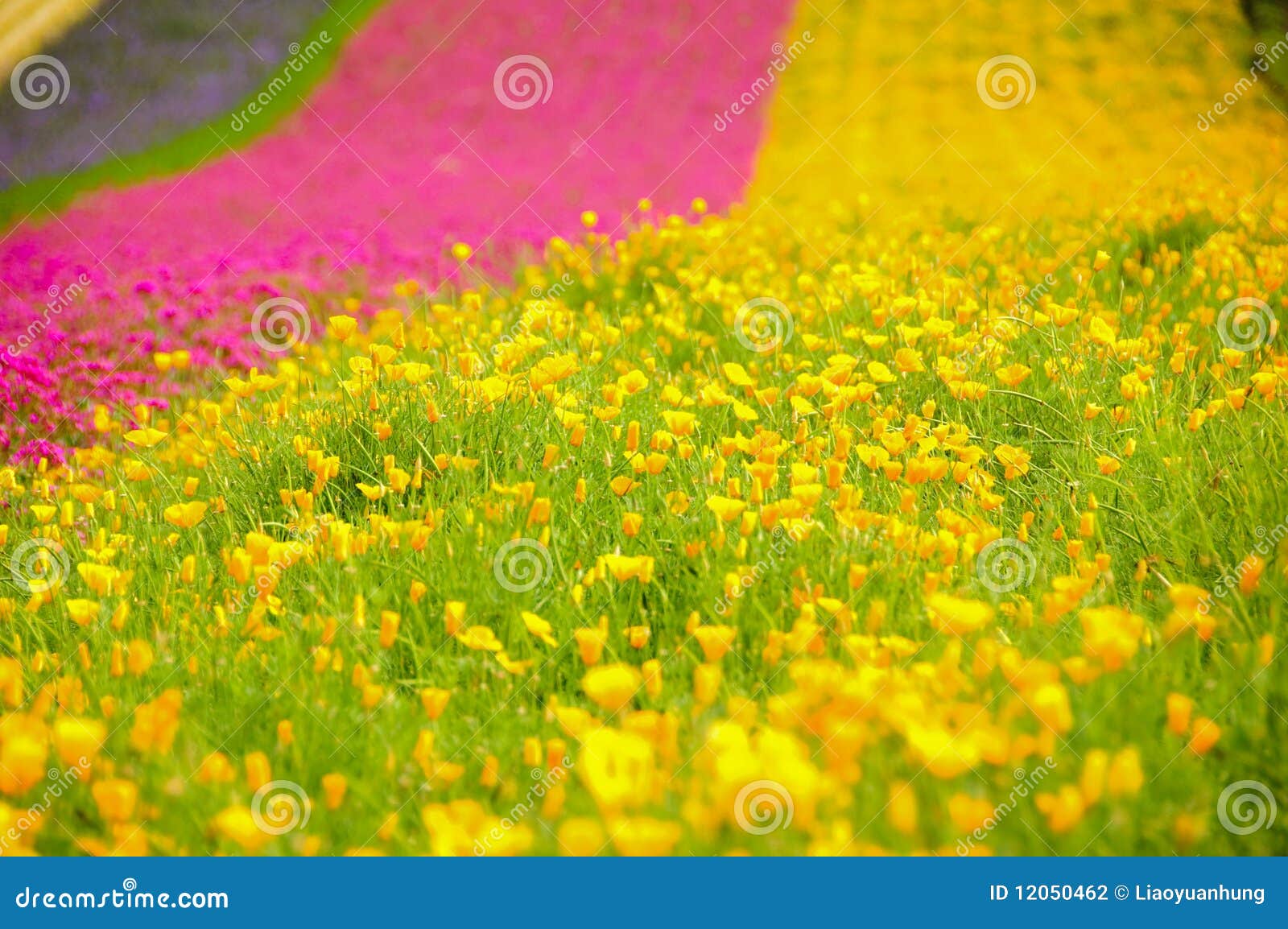 Flower field stock photo. Image of landscape, field, plant - 12050462