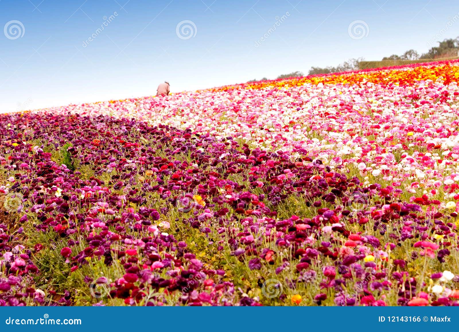 Flower field stock photo. Image of flower, vibrant, colorful - 12143166