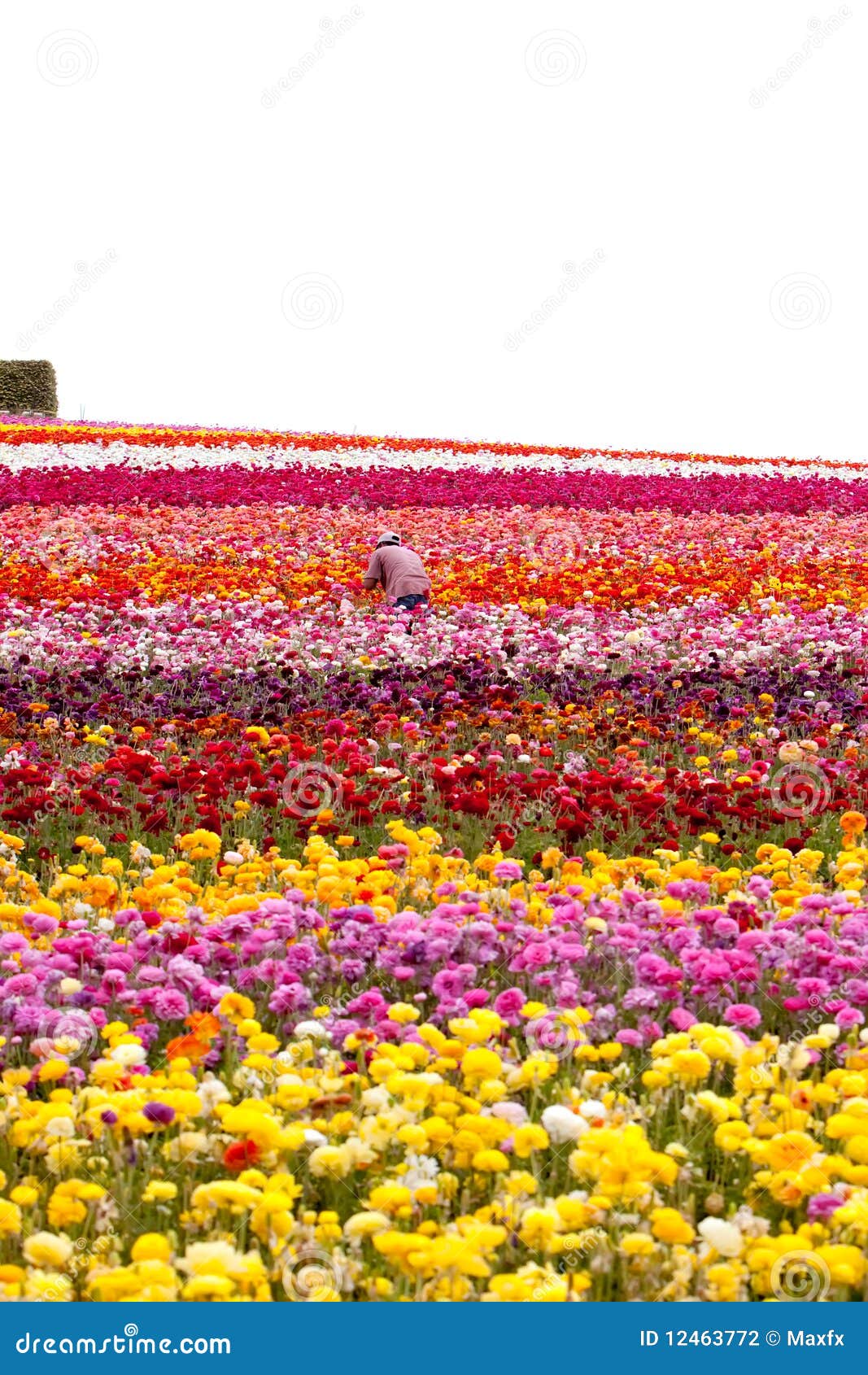 Flower field stock photo. Image of spring, garden, field - 12463772