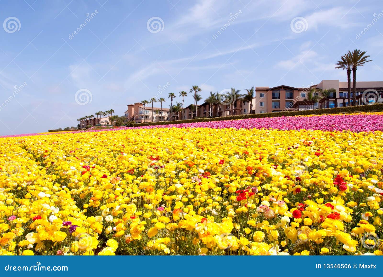 Flower field stock photo. Image of garden, nature, summer - 13546506