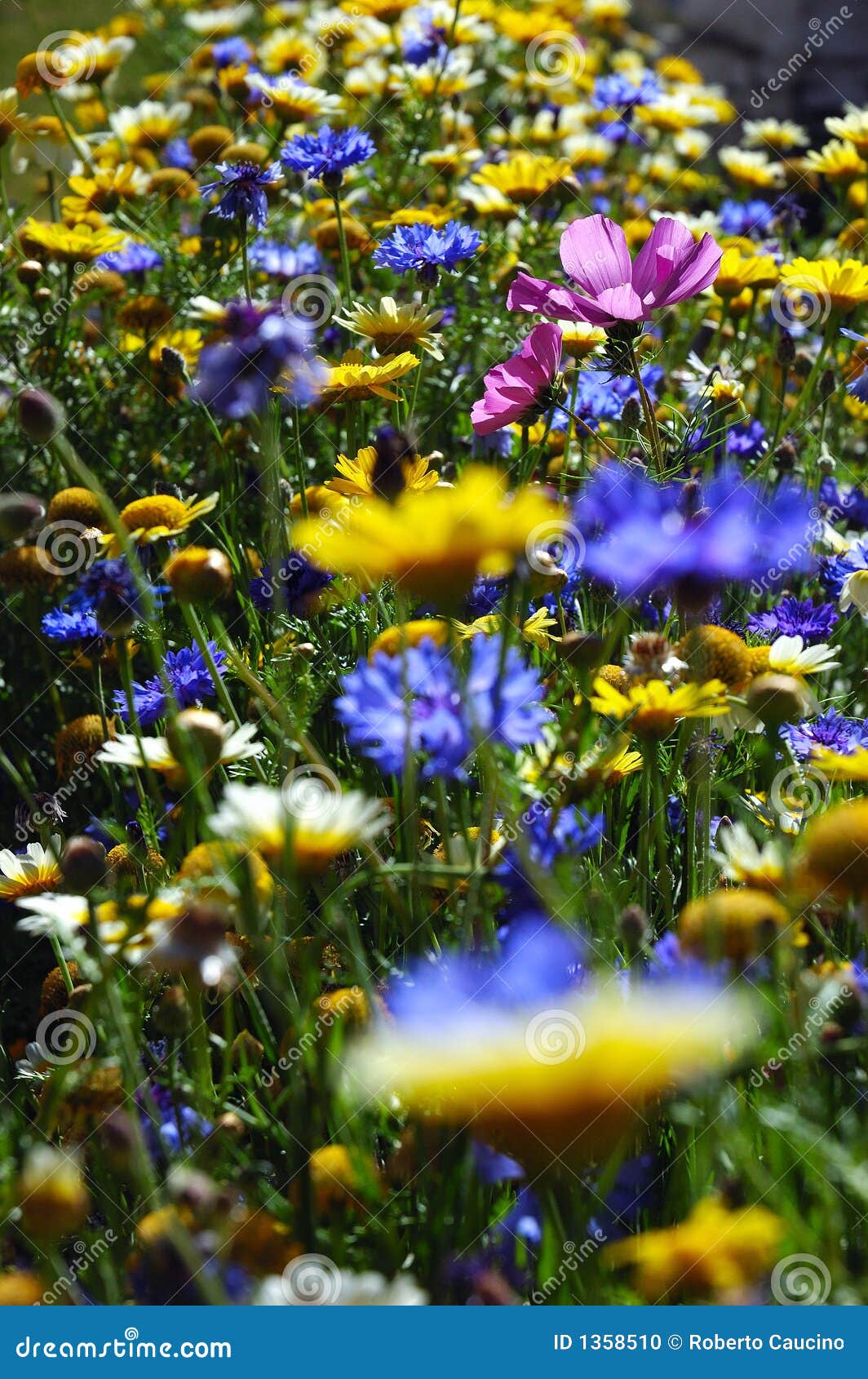 Flower field stock photo. Image of field, flowers, colors - 1358510