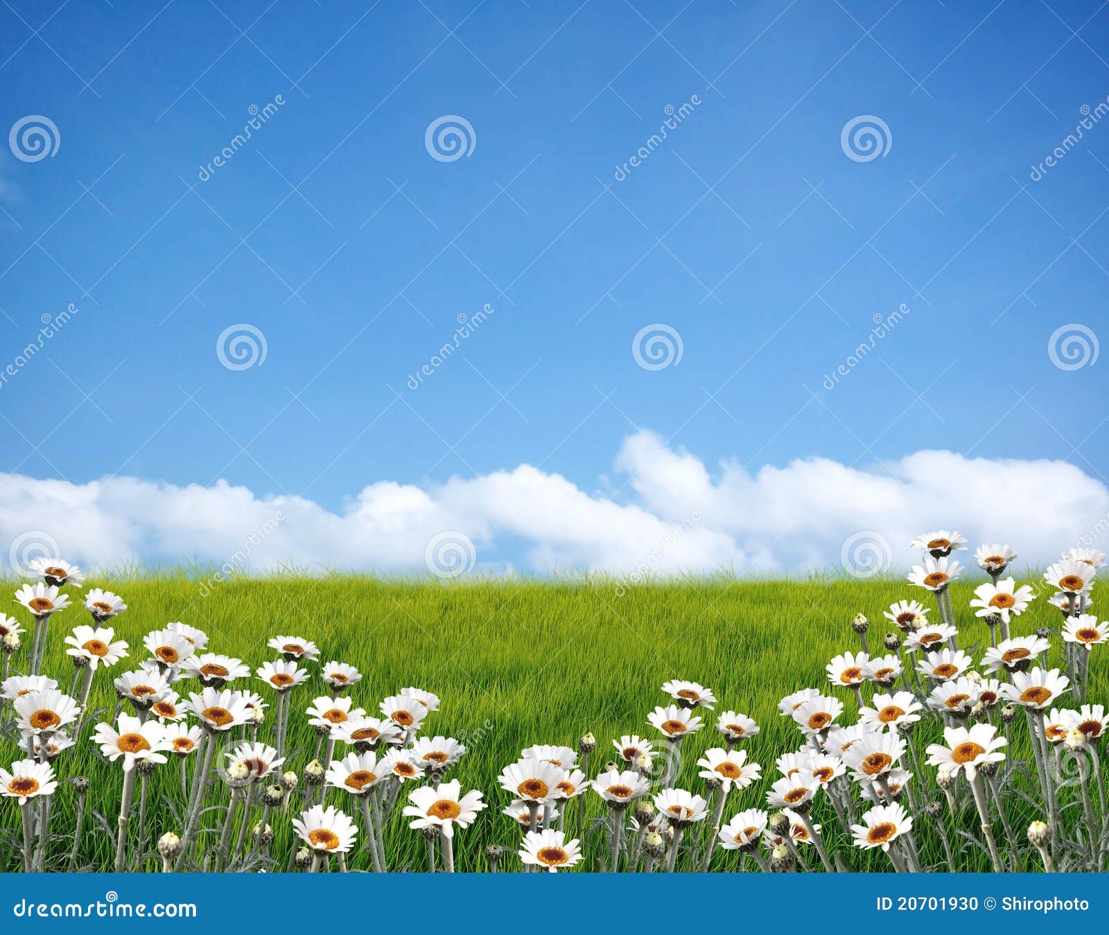Flower field stock photo. Image of plant, clover, land - 20701930