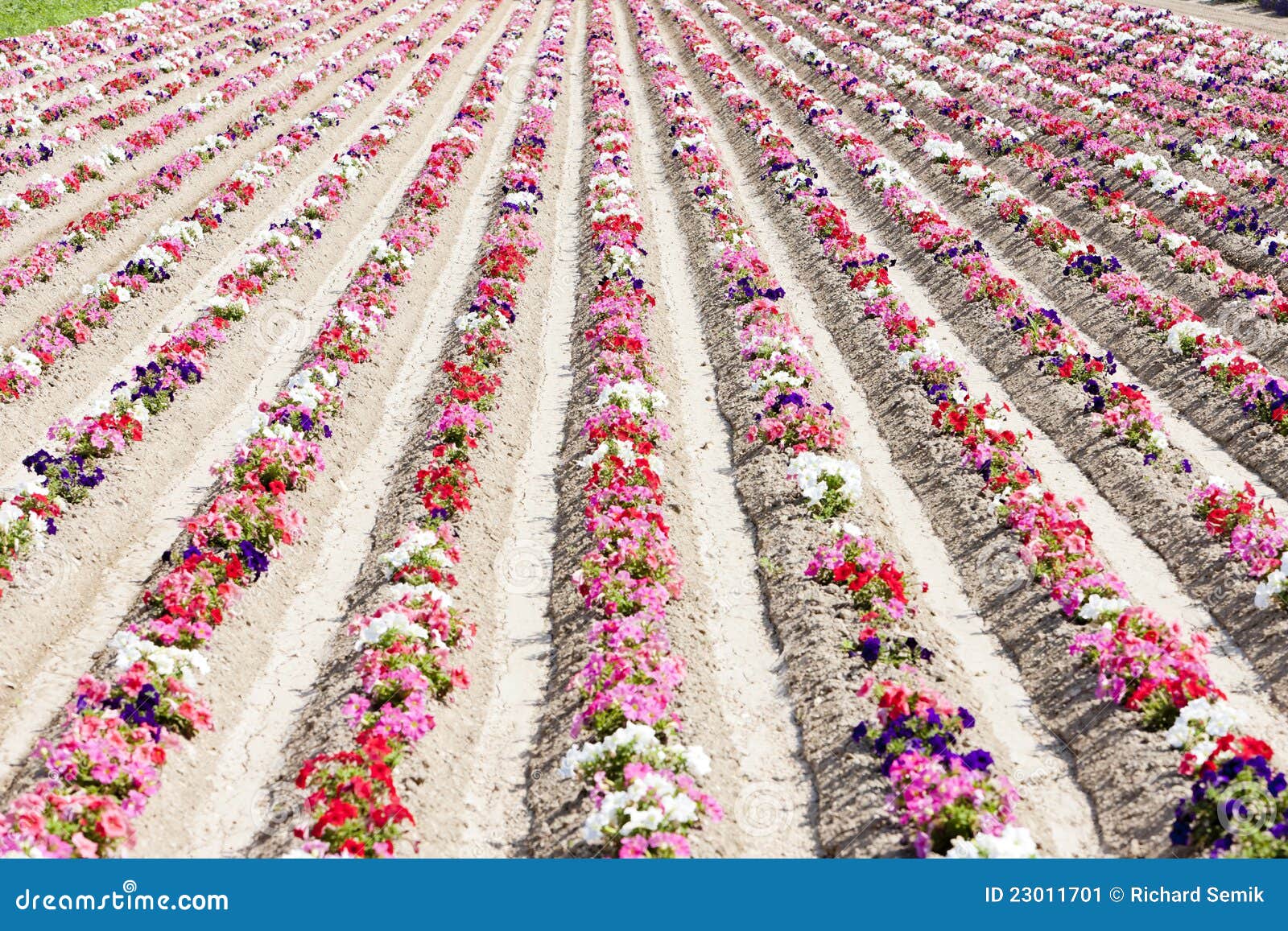 Flower field stock image. Image of outside, pink, western - 23011701
