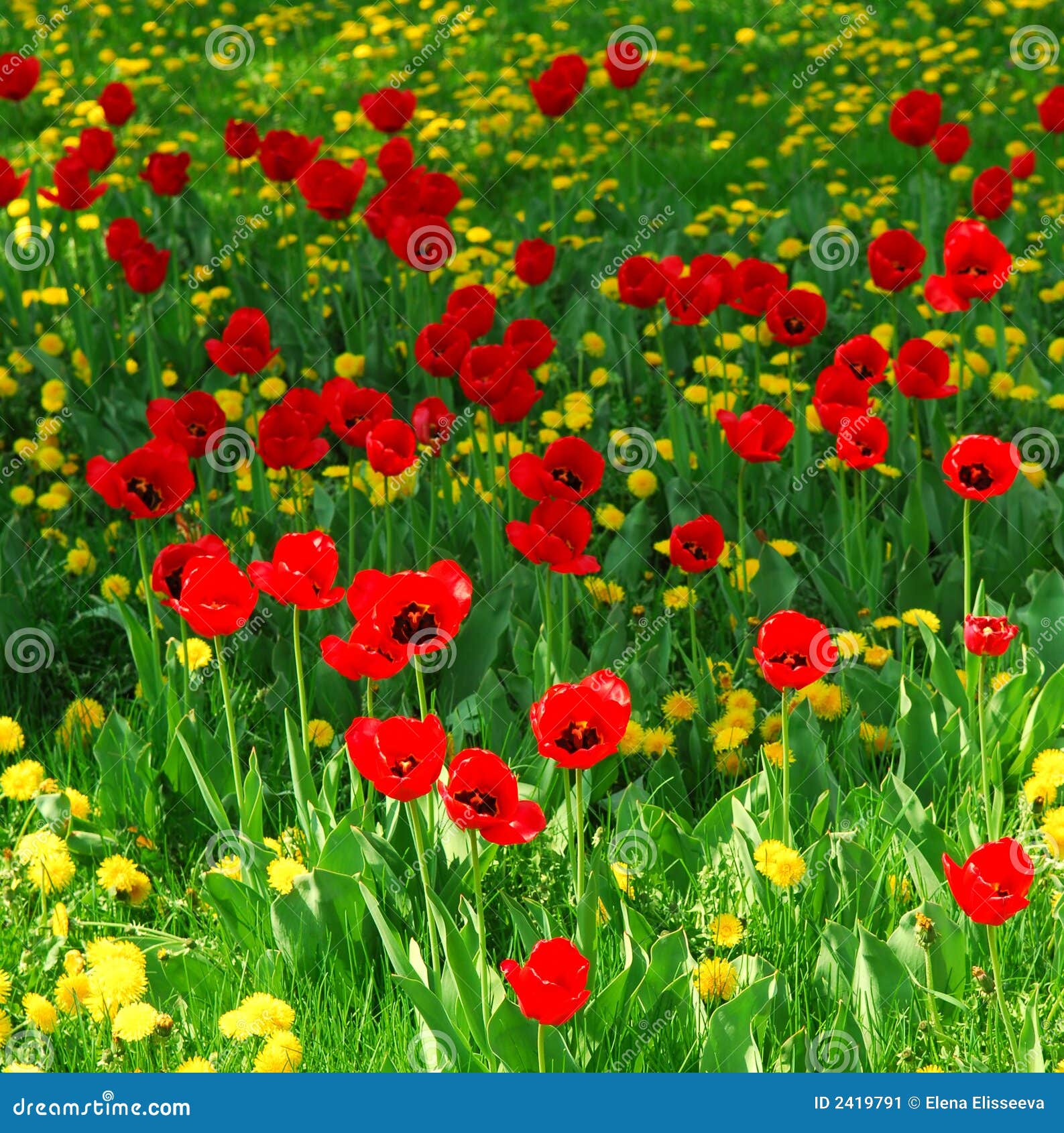 Flower field stock image. Image of meadow, nature, botanical - 2419791