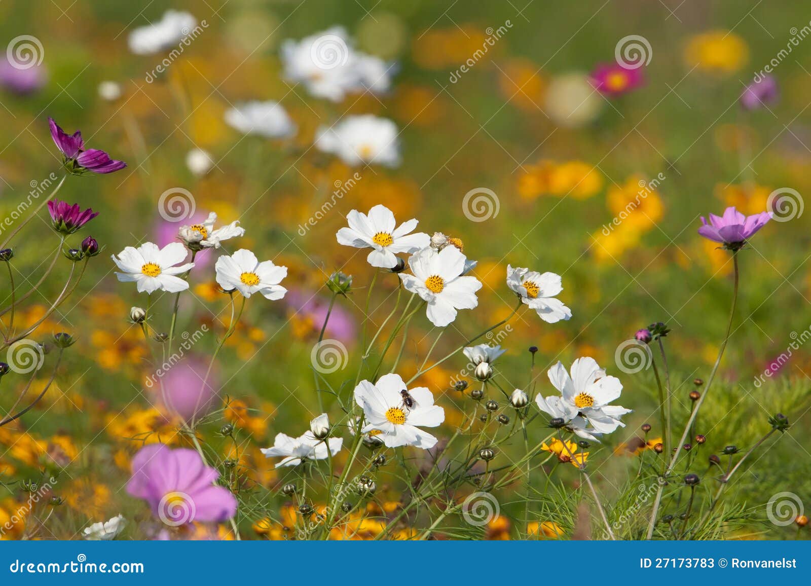 Flower field stock image. Image of flora, gardening, blossom - 27173783
