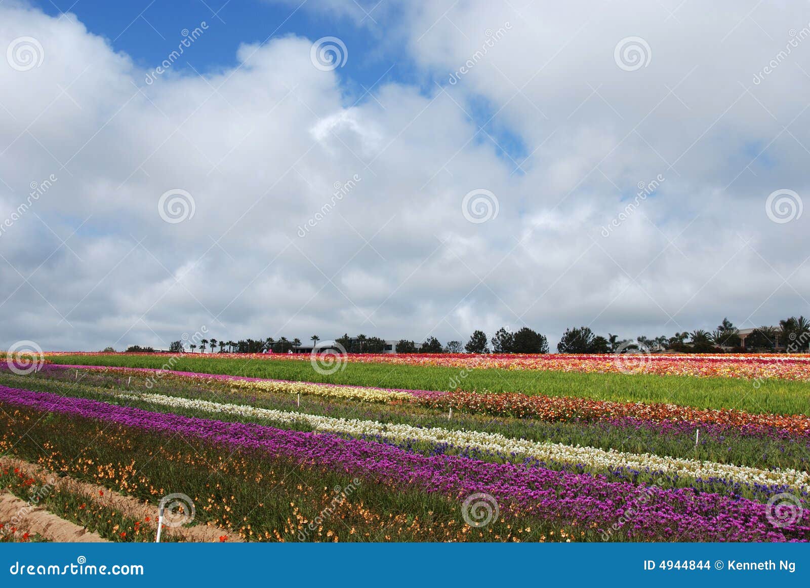 The flower field stock photo. Image of farm, flowers, flower - 4944844