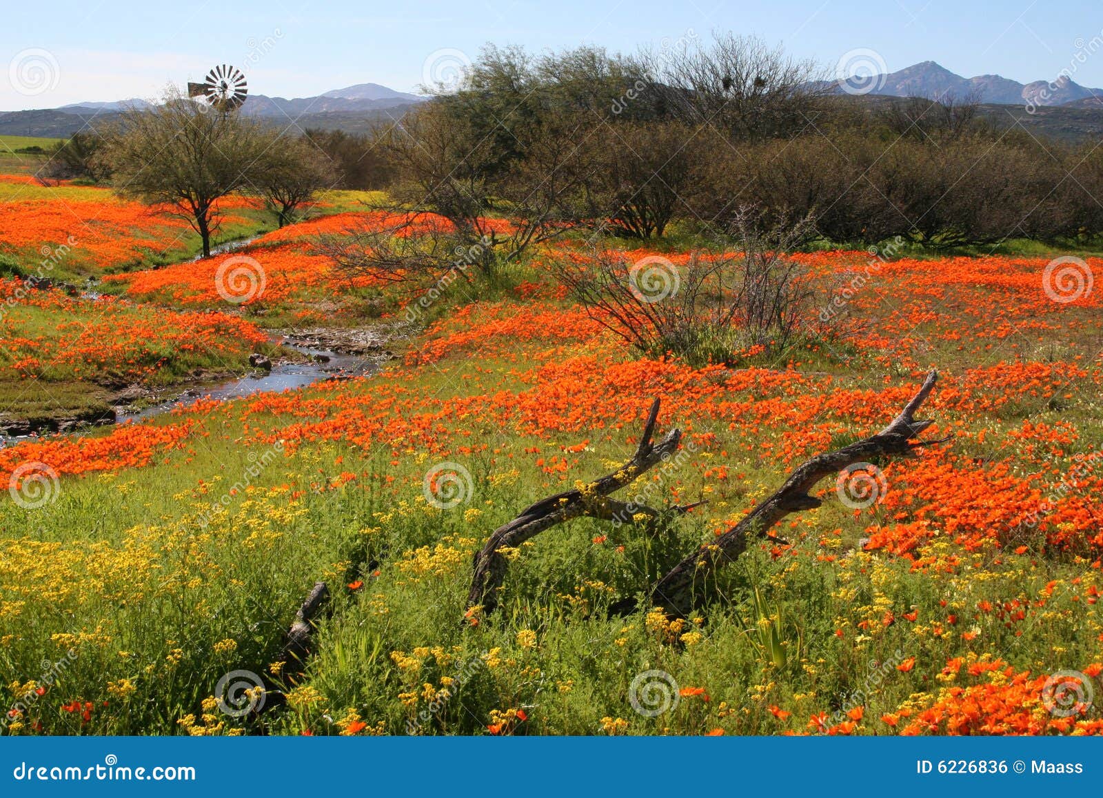 Flower field stock photo. Image of windmill, stream, flower - 6226836