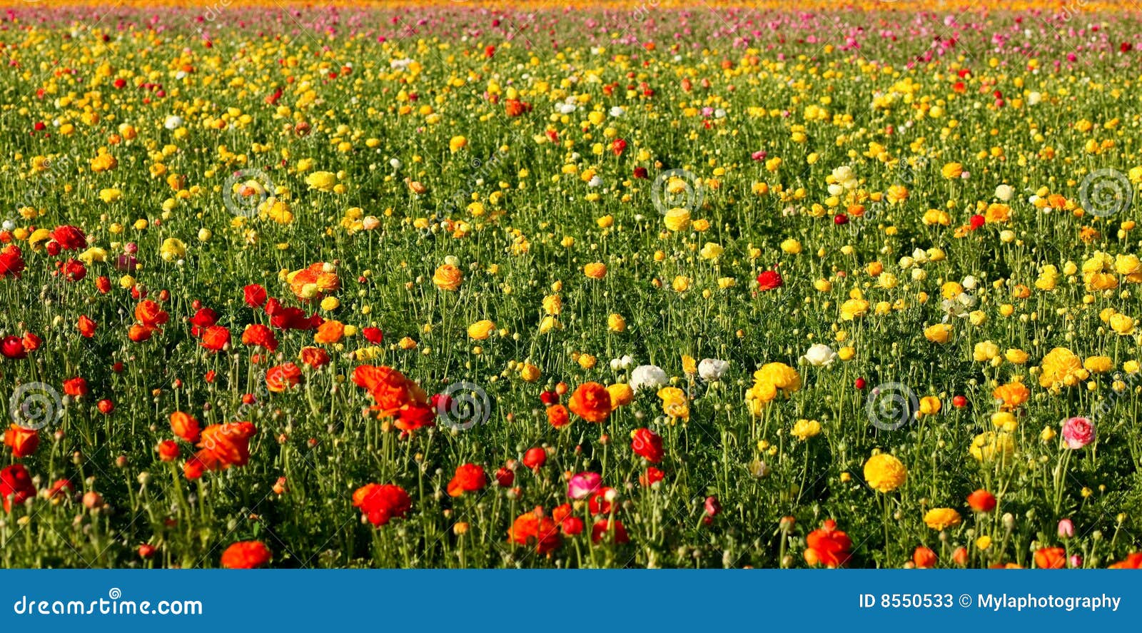 Flower field stock image. Image of outdoor, nature, growth - 8550533