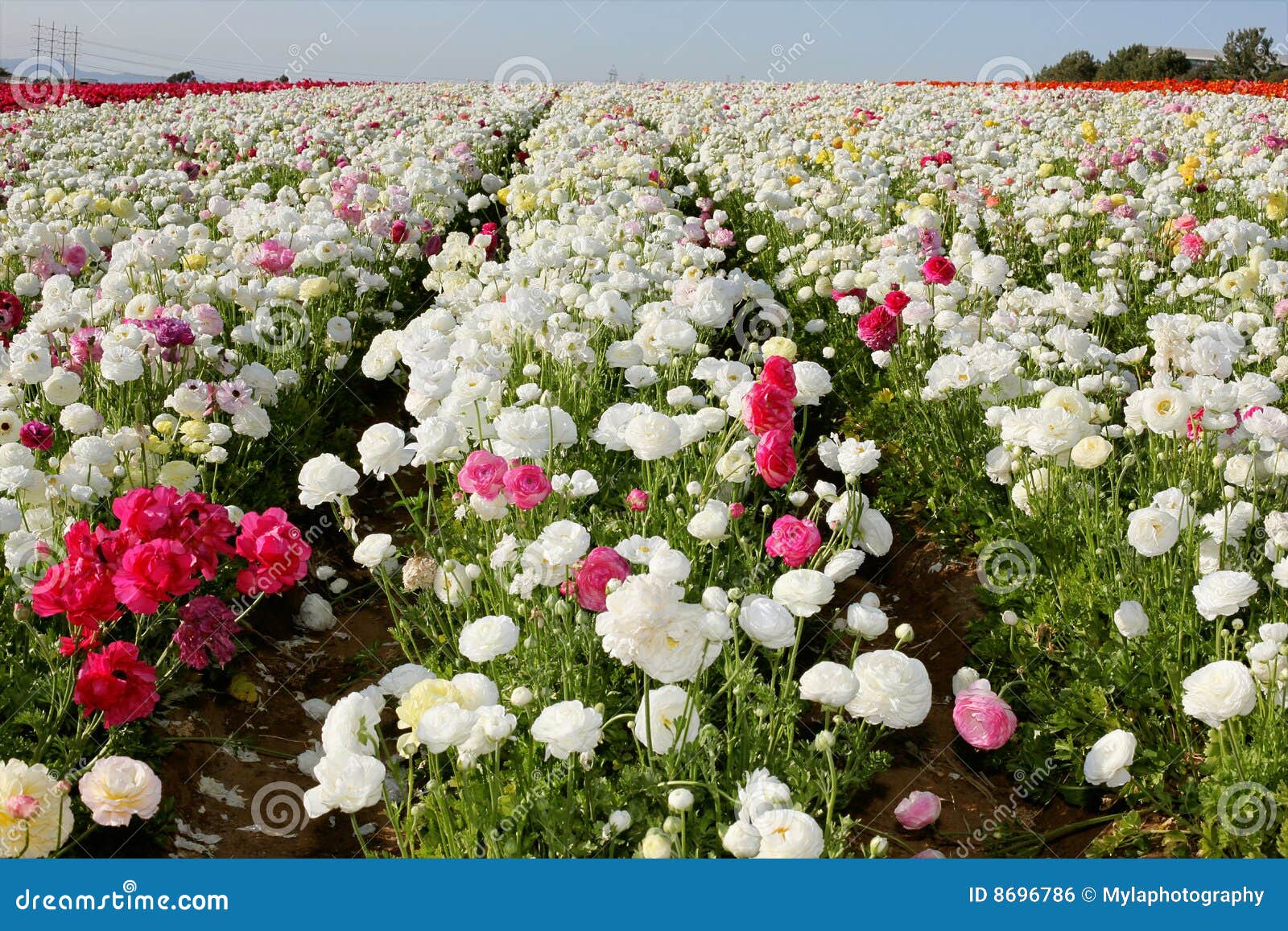 Flower Field Stock Photo | CartoonDealer.com #73695954