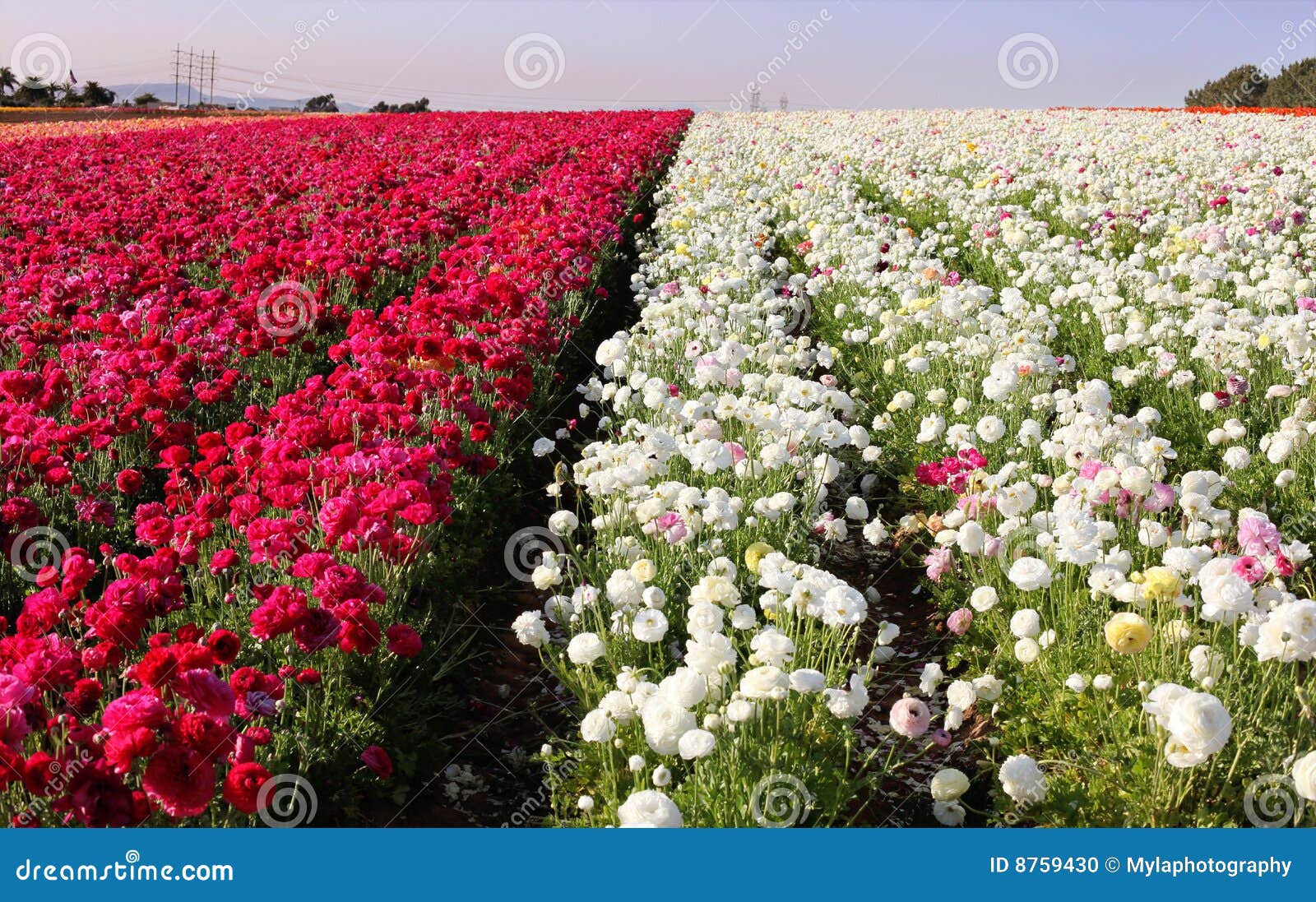 Flower field stock photo. Image of fairytale, land, outdoor - 8759430