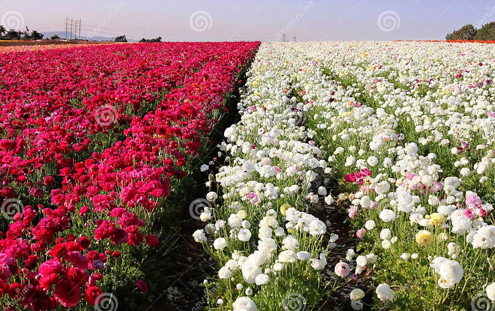 Flower field stock photo. Image of fairytale, land, outdoor - 8759430