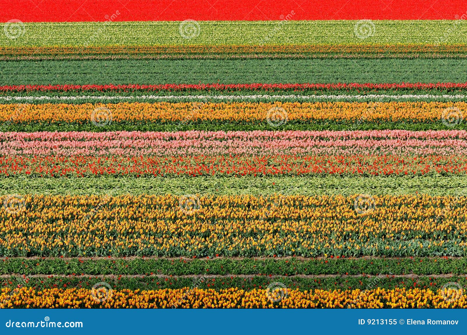 Flower field stock image. Image of natural, blossom, agriculture - 9213155