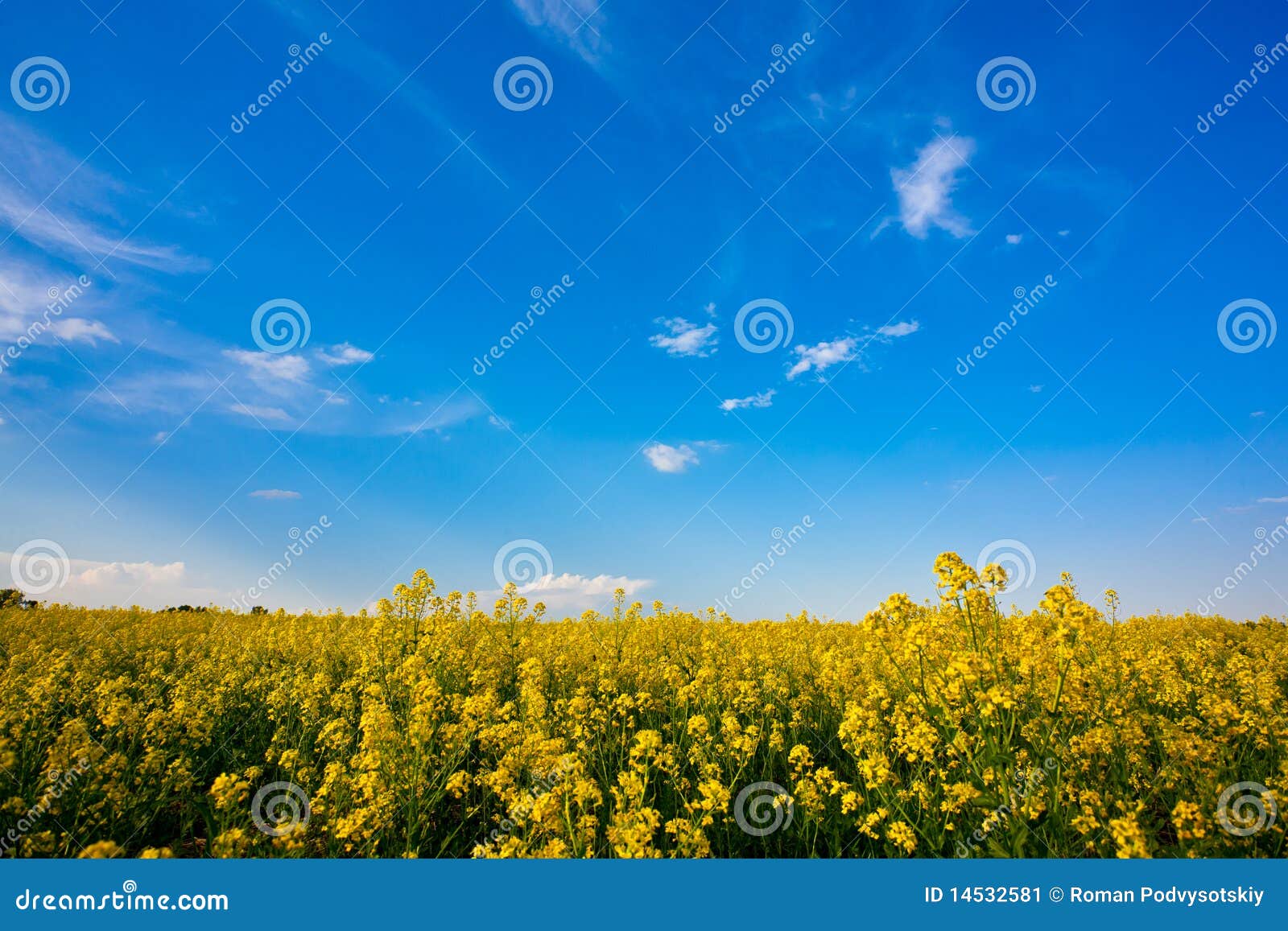 Flower field and blue sky stock image. Image of foliage - 14532581