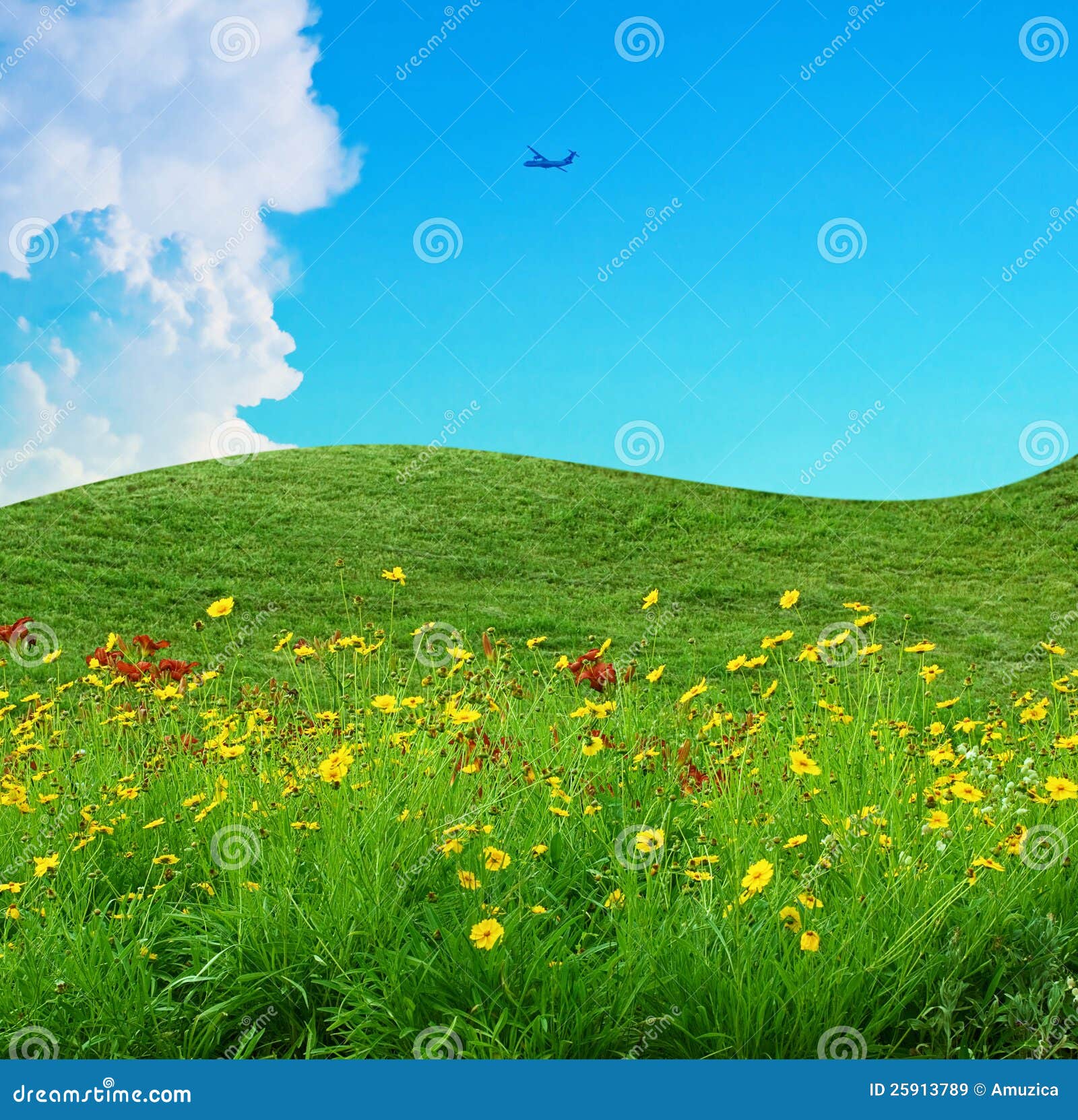 Flower field and blue sky stock image. Image of field - 25913789