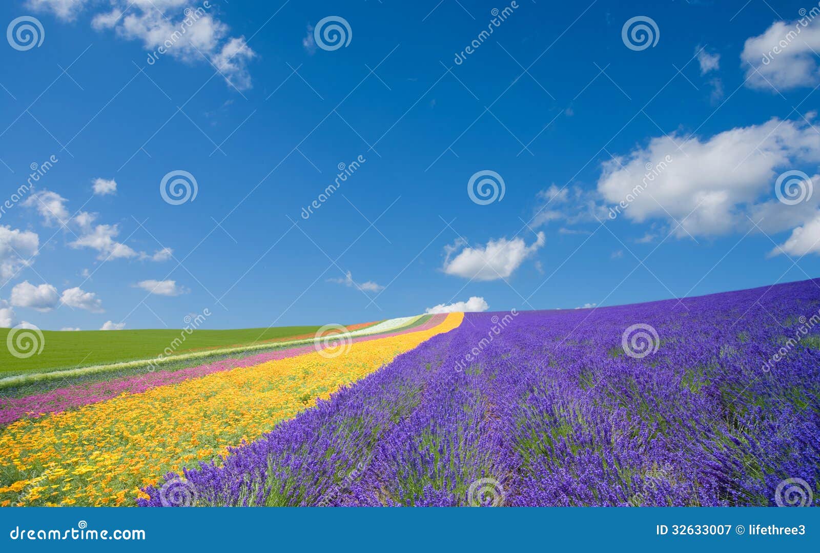 Flower Field and Blue Sky with Clouds. Stock Image - Image of lush ...