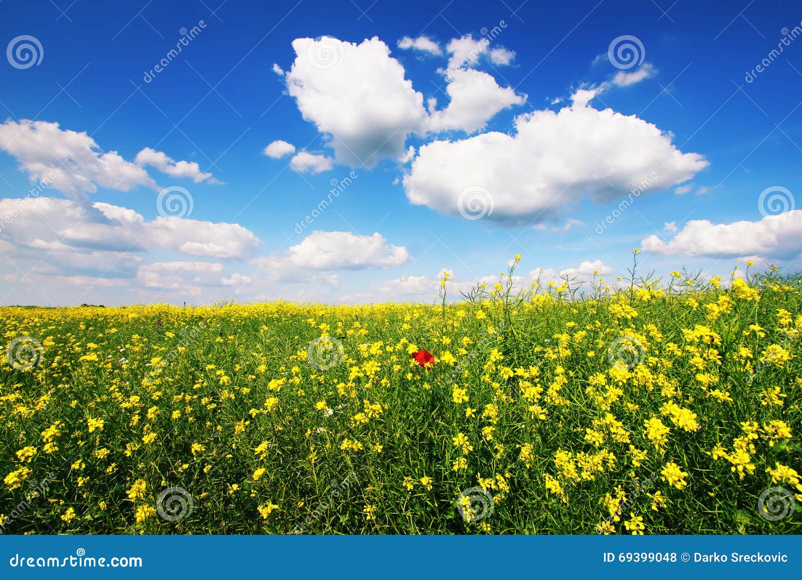 Flower field with blue sky stock photo. Image of green - 69399048