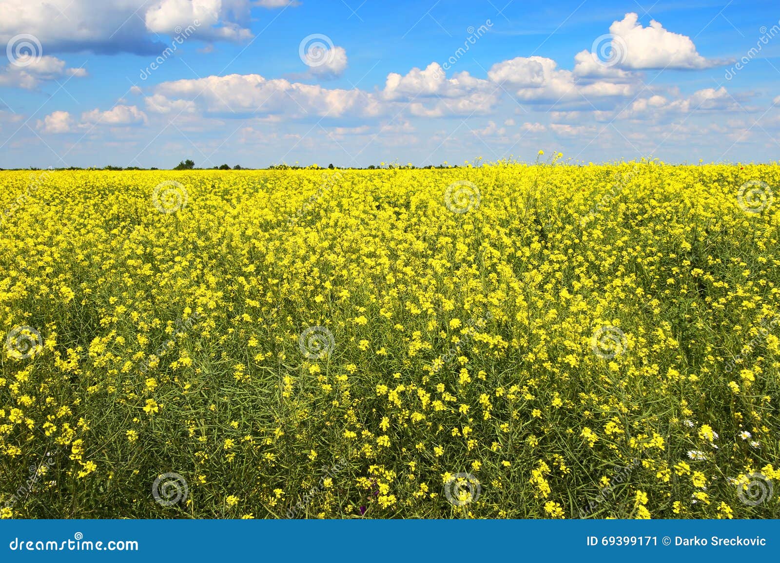 Flower field with blue sky stock image. Image of farm - 69399171