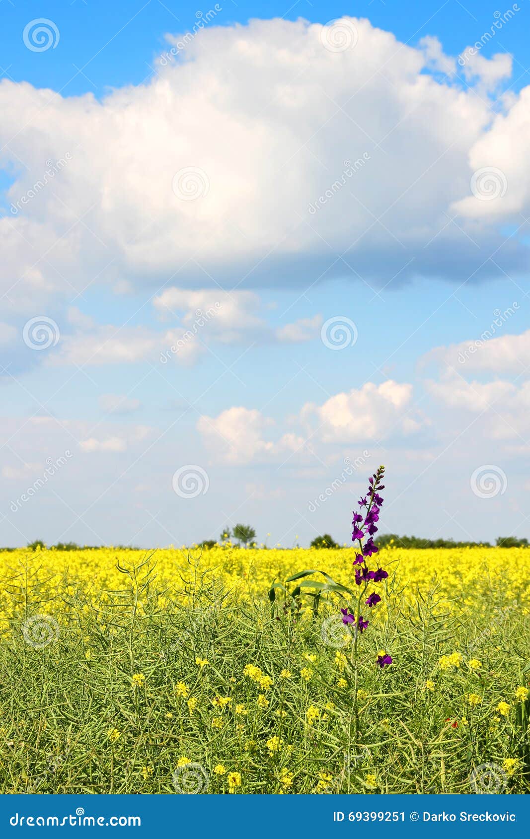 Flower field with blue sky stock image. Image of yellow - 69399251