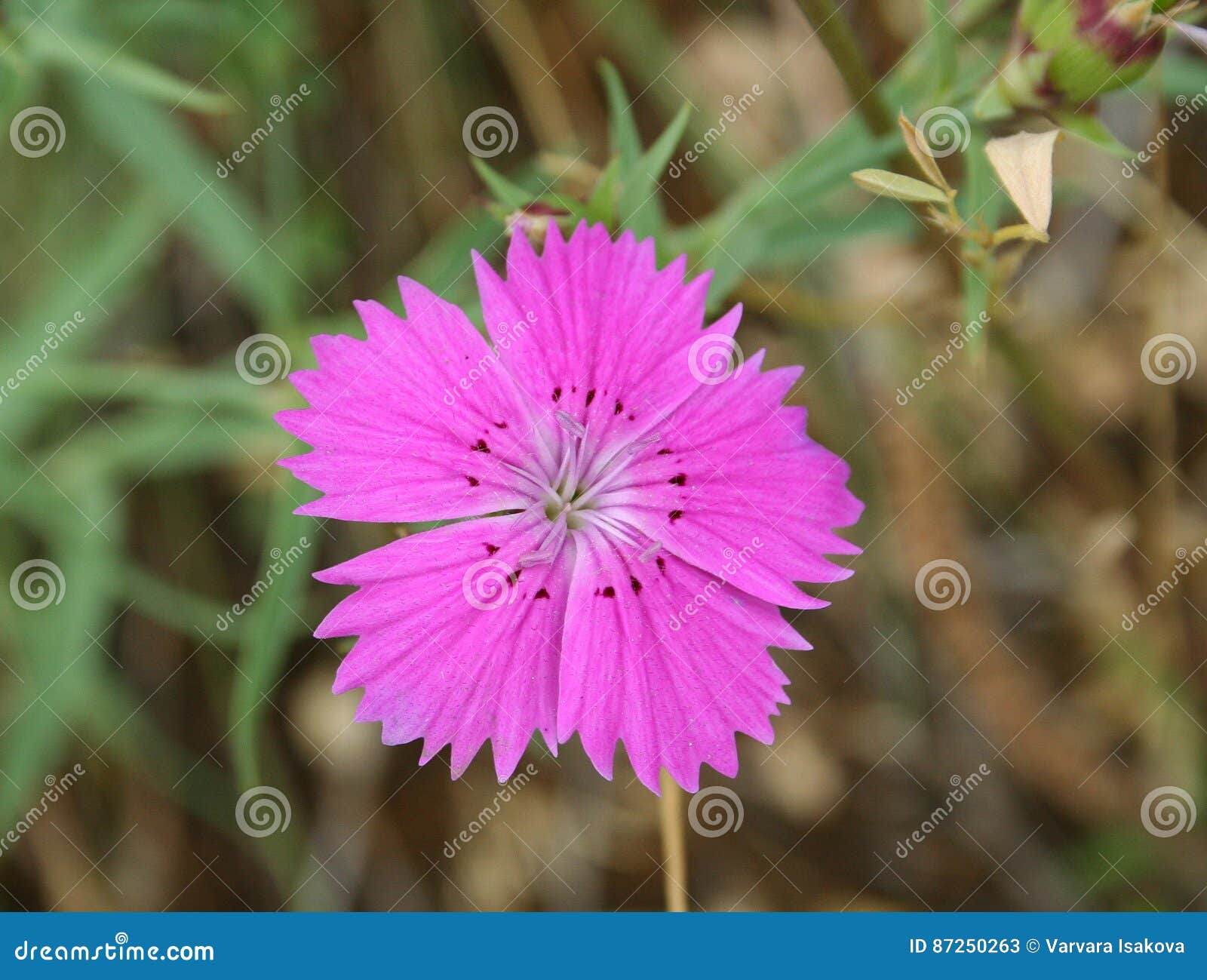 Flower field carnation stock image. Image of flower, pink - 87250263
