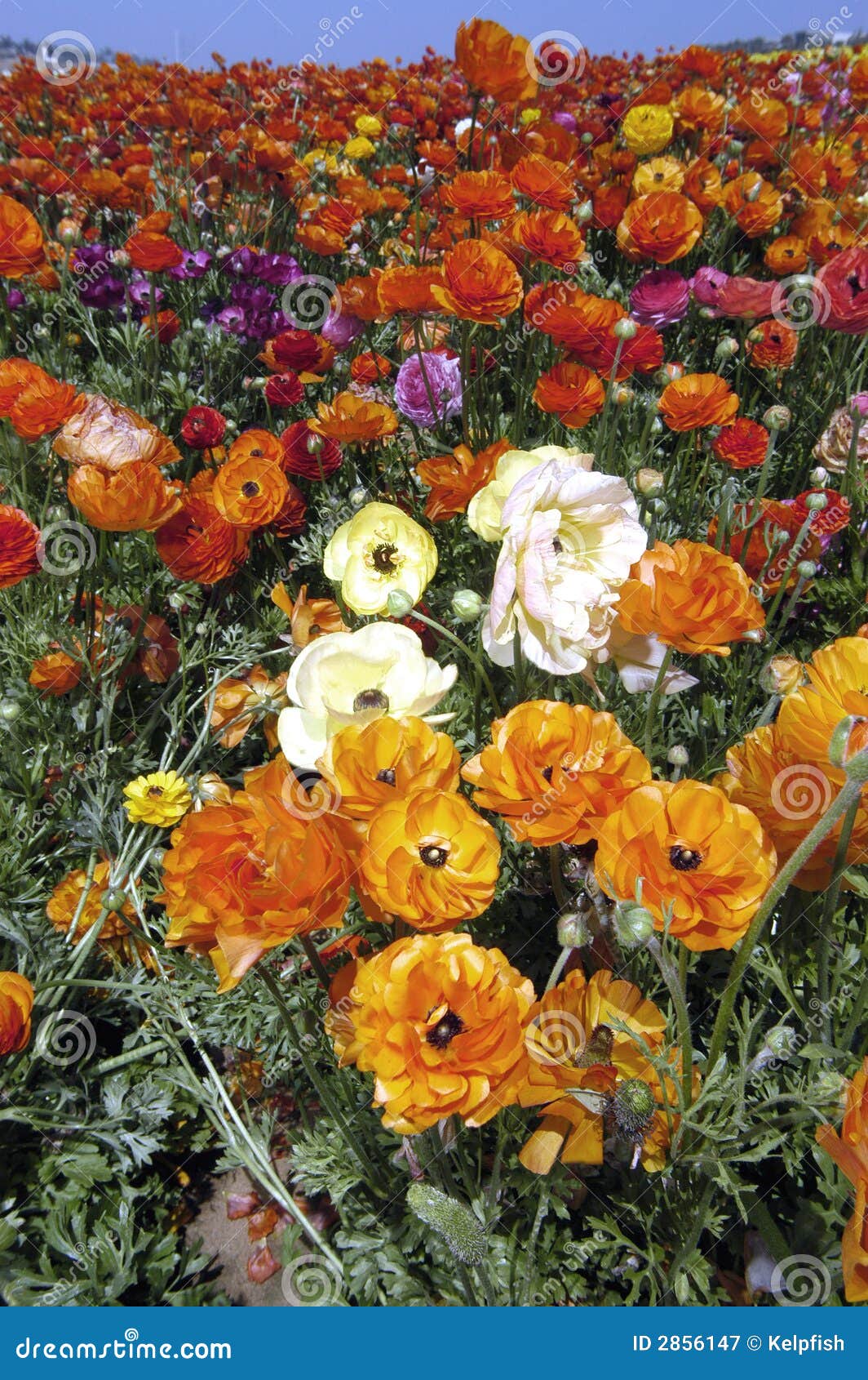 Flower field colors stock image. Image of beautiful, wildflowers - 2856147