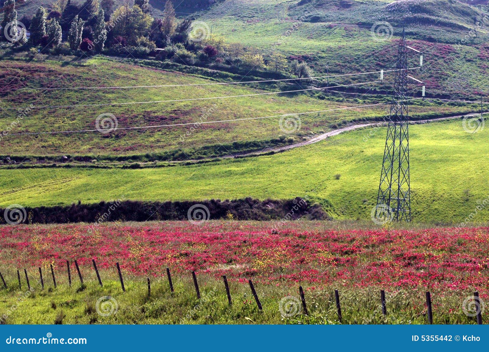Flower Field in Countryside Stock Photo - Image of winding, grass: 5355442