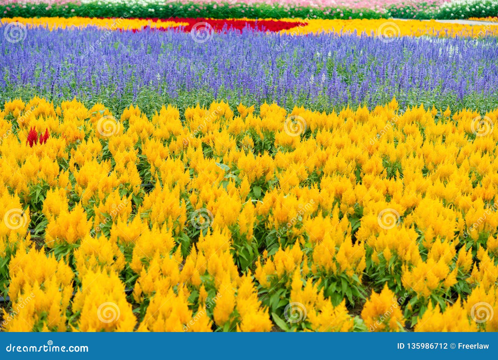 Flower field in day time stock photo. Image of bright - 135986712