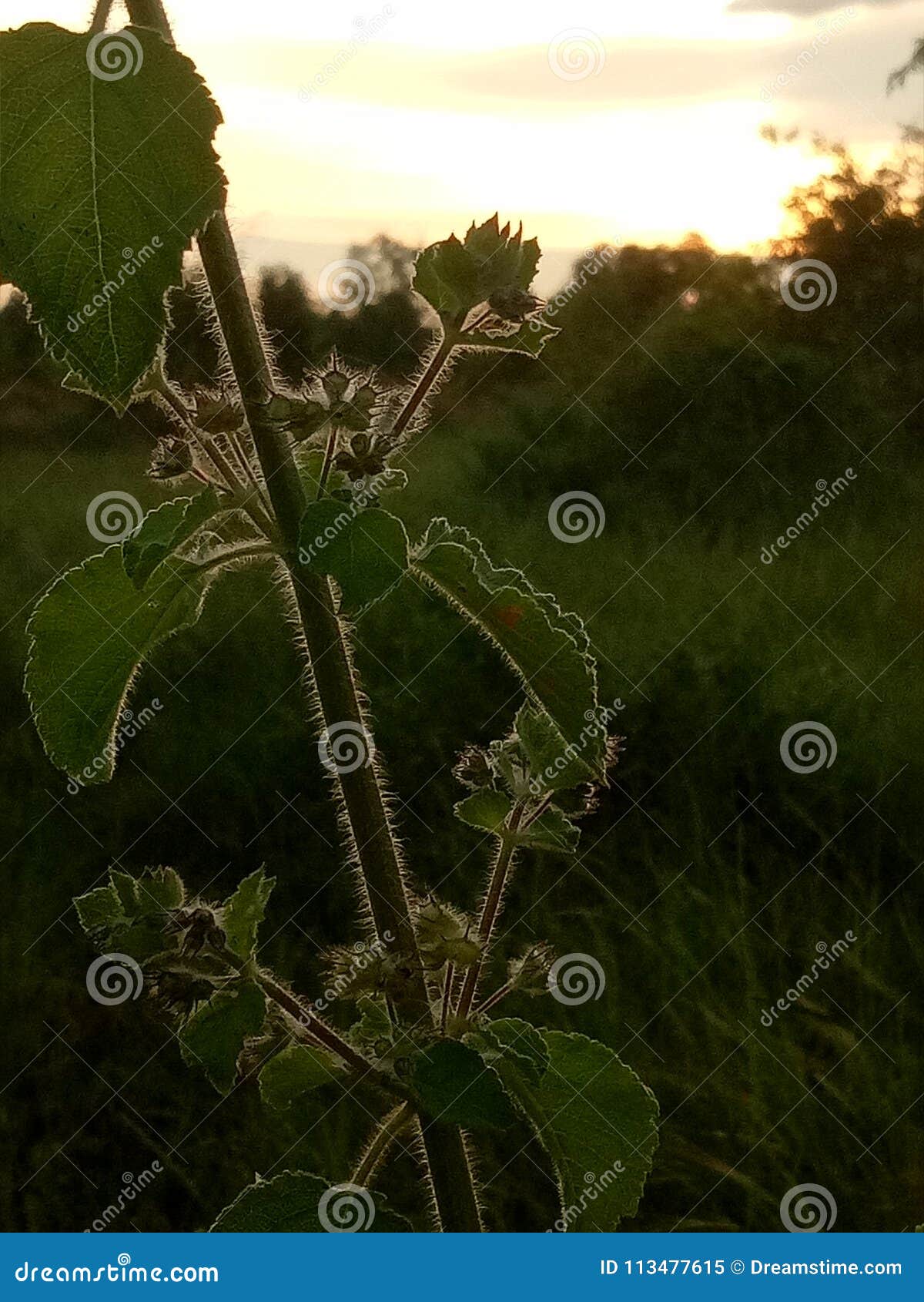 The flower at the dusk stock image. Image of dusk, flower - 113477615