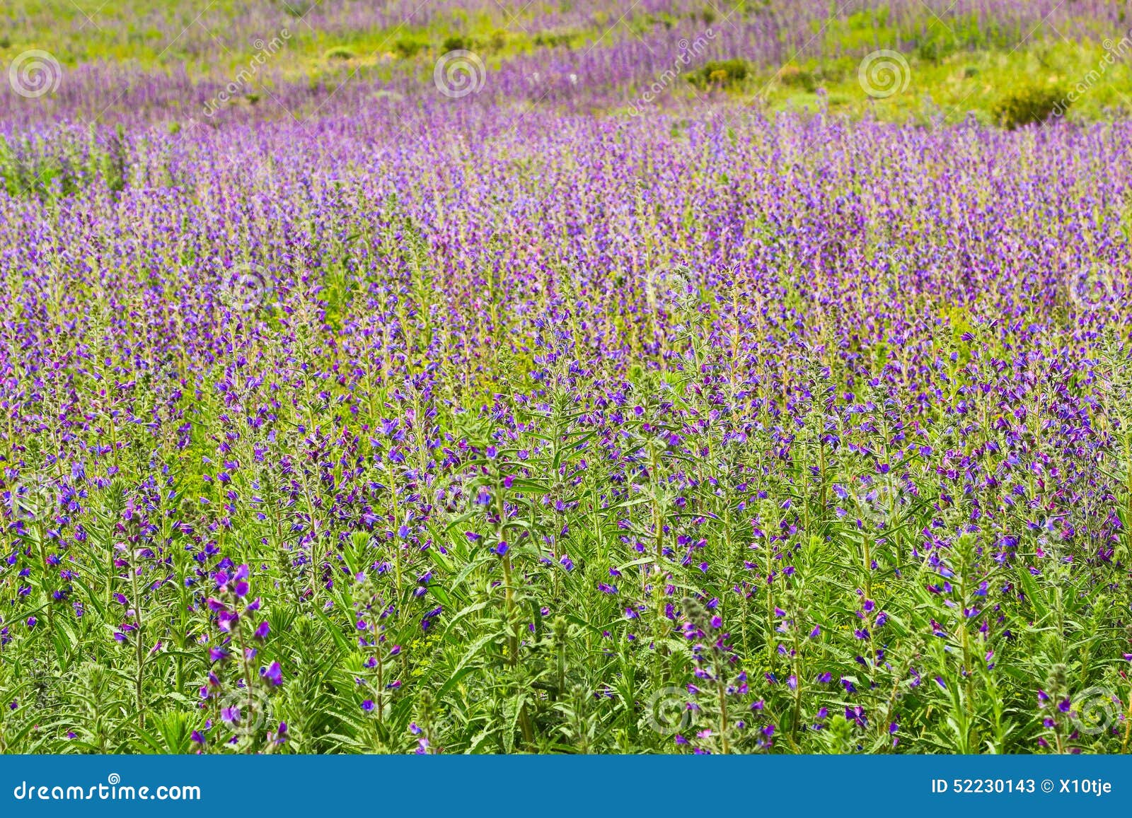 Flower field stock image. Image of filled, flowers, nature - 52230143