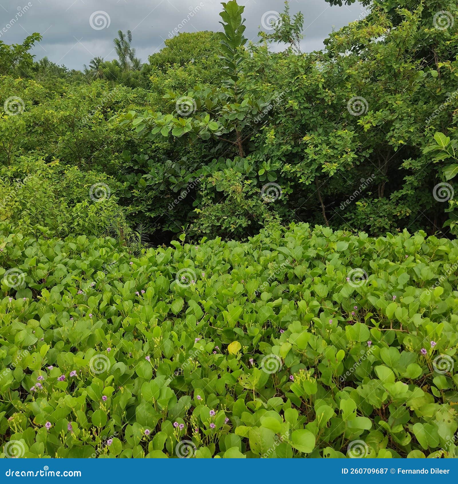 The Flower Field in the Forest Stock Image - Image of evergreen ...